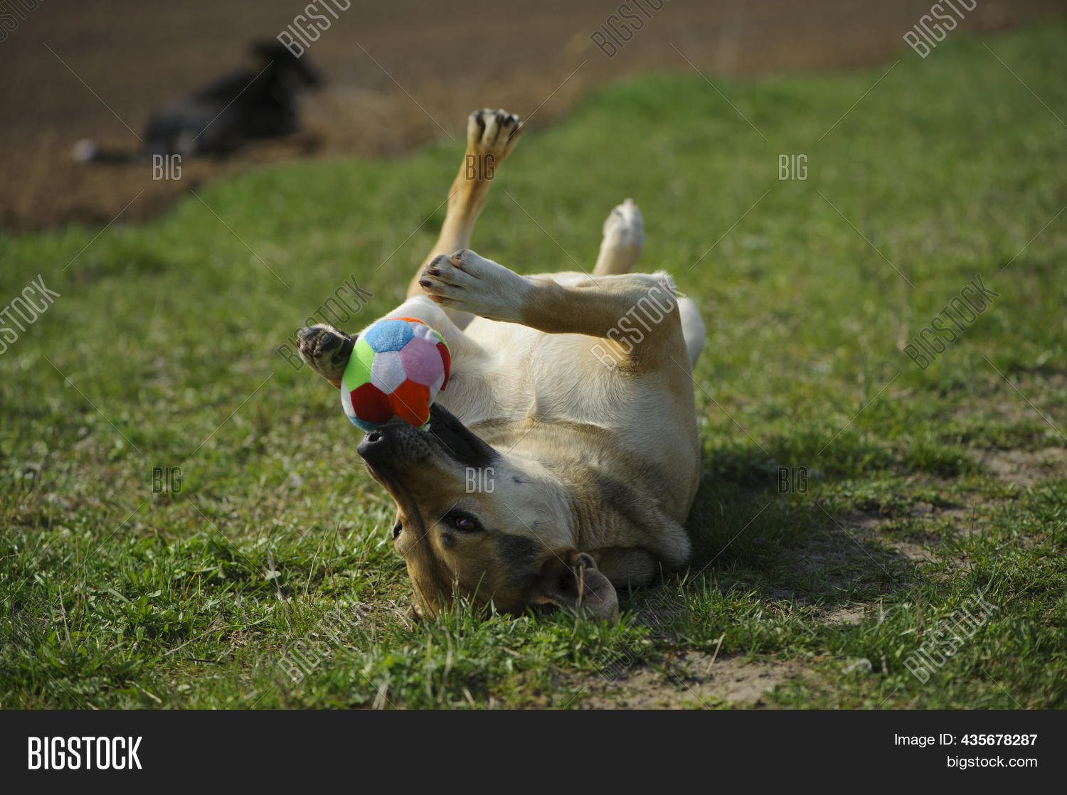 Big Dog Ball. Dog Image & Photo (Free Trial) | Bigstock