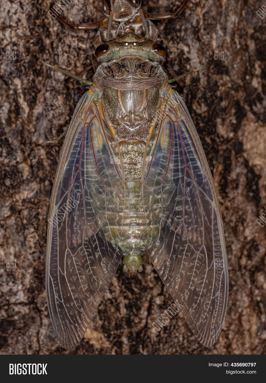 Adult Giant Cicada Image & Photo (Free Trial) | Bigstock