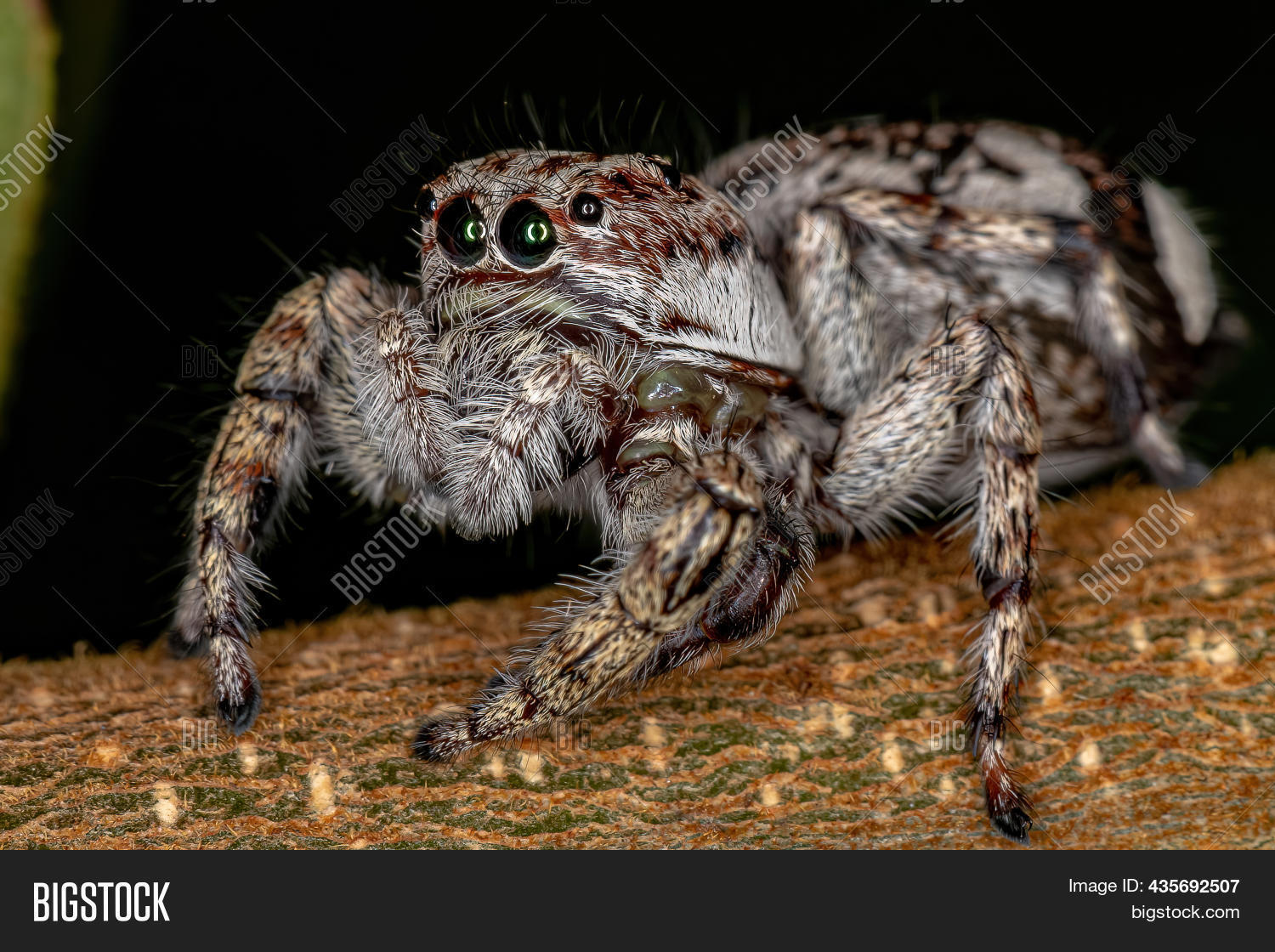 Giant Jumping Spider Image & Photo (Free Trial) | Bigstock