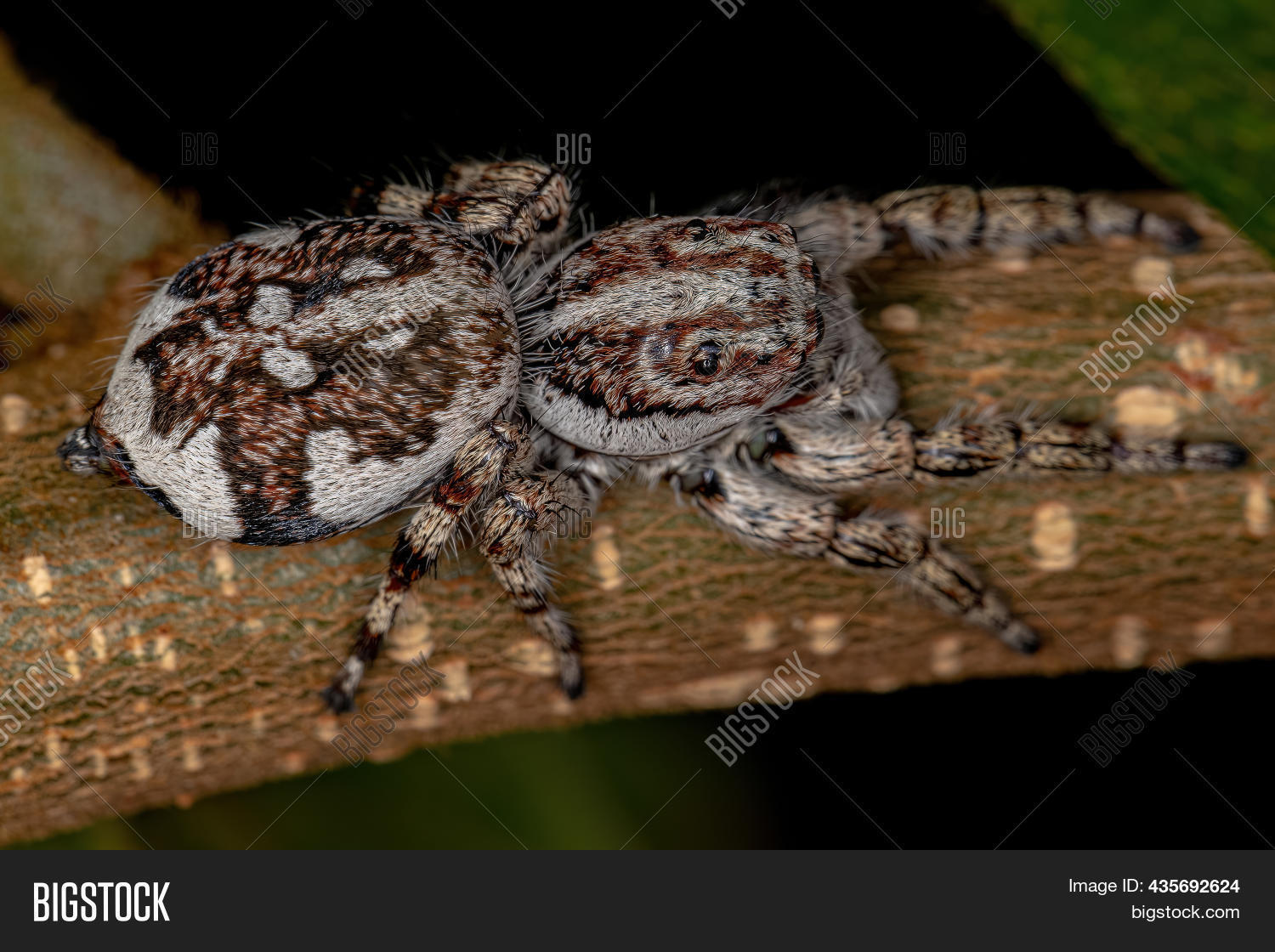 Giant Jumping Spider Image & Photo (Free Trial) | Bigstock