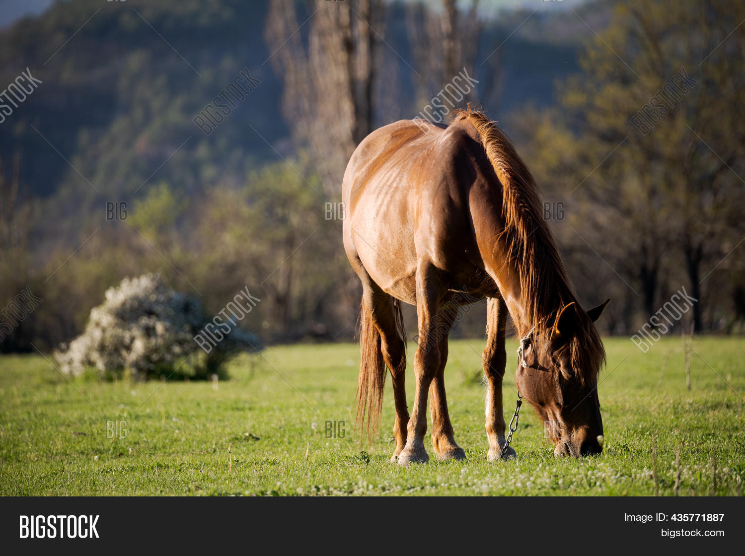 Beautiful Bay Horse Image & Photo (Free Trial) | Bigstock