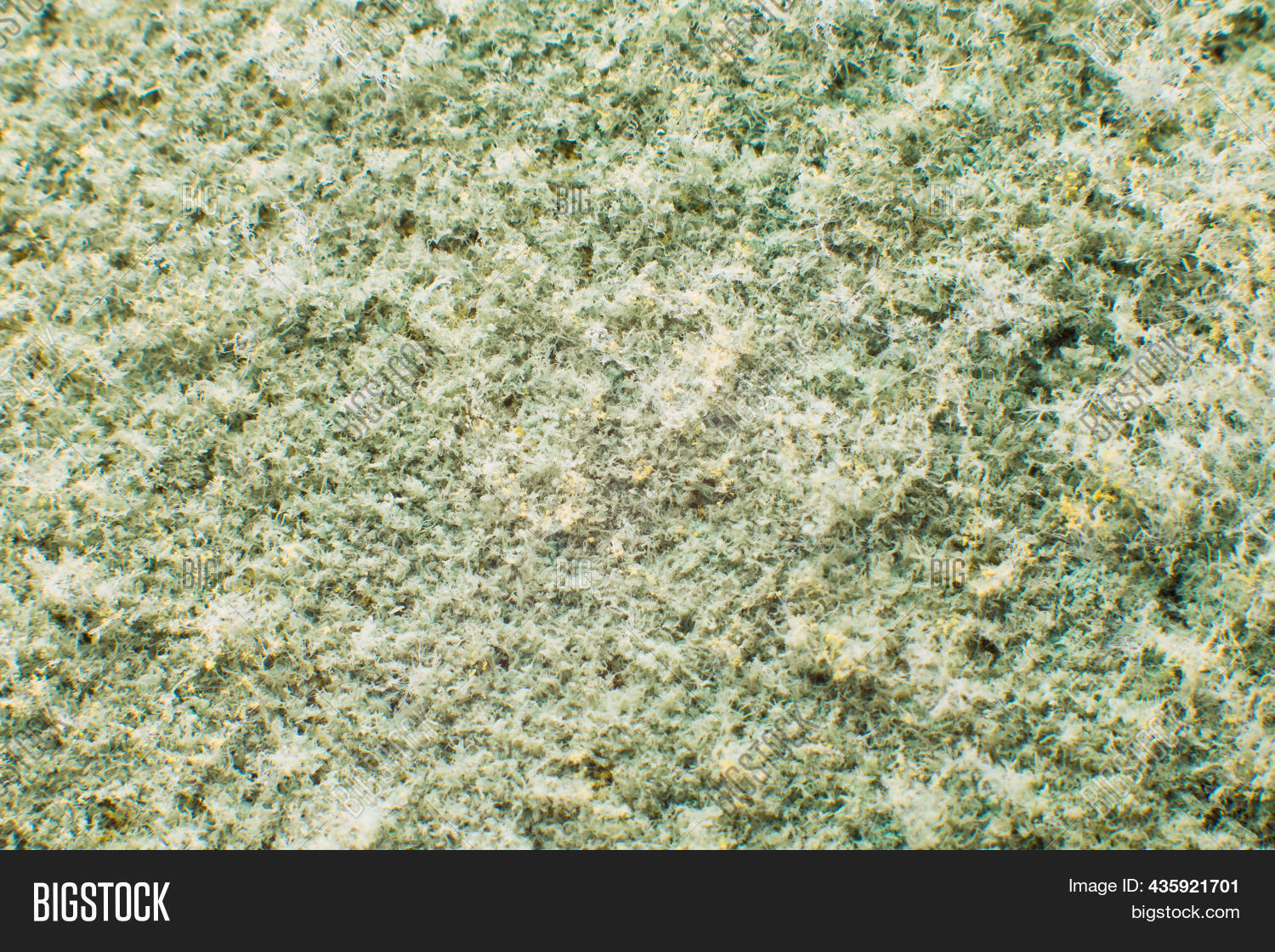 Aspergillus Growth Image & Photo (Free Trial) | Bigstock