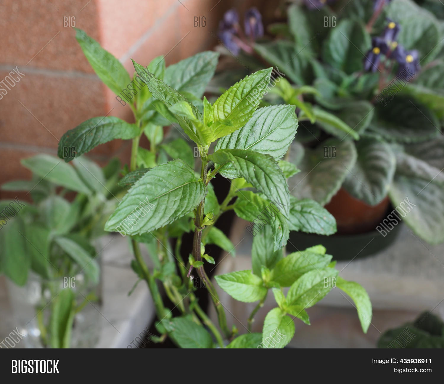 Green Peppermint ( Image & Photo (Free Trial) | Bigstock