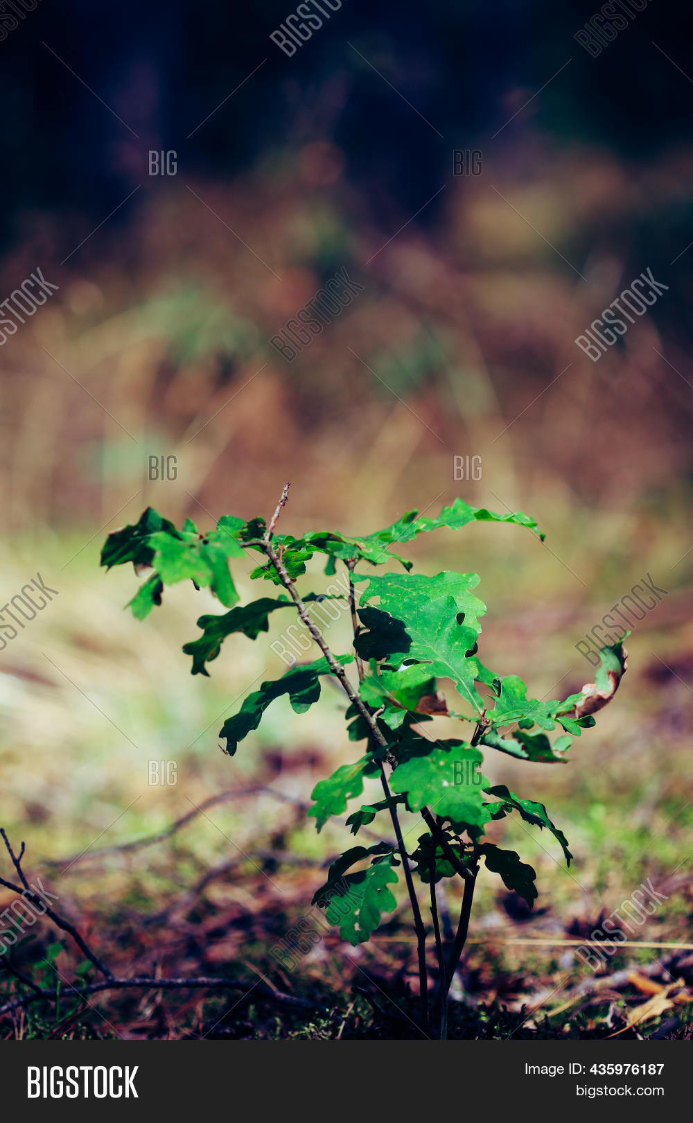 Close Little Oak Tree Image & Photo (Free Trial) | Bigstock