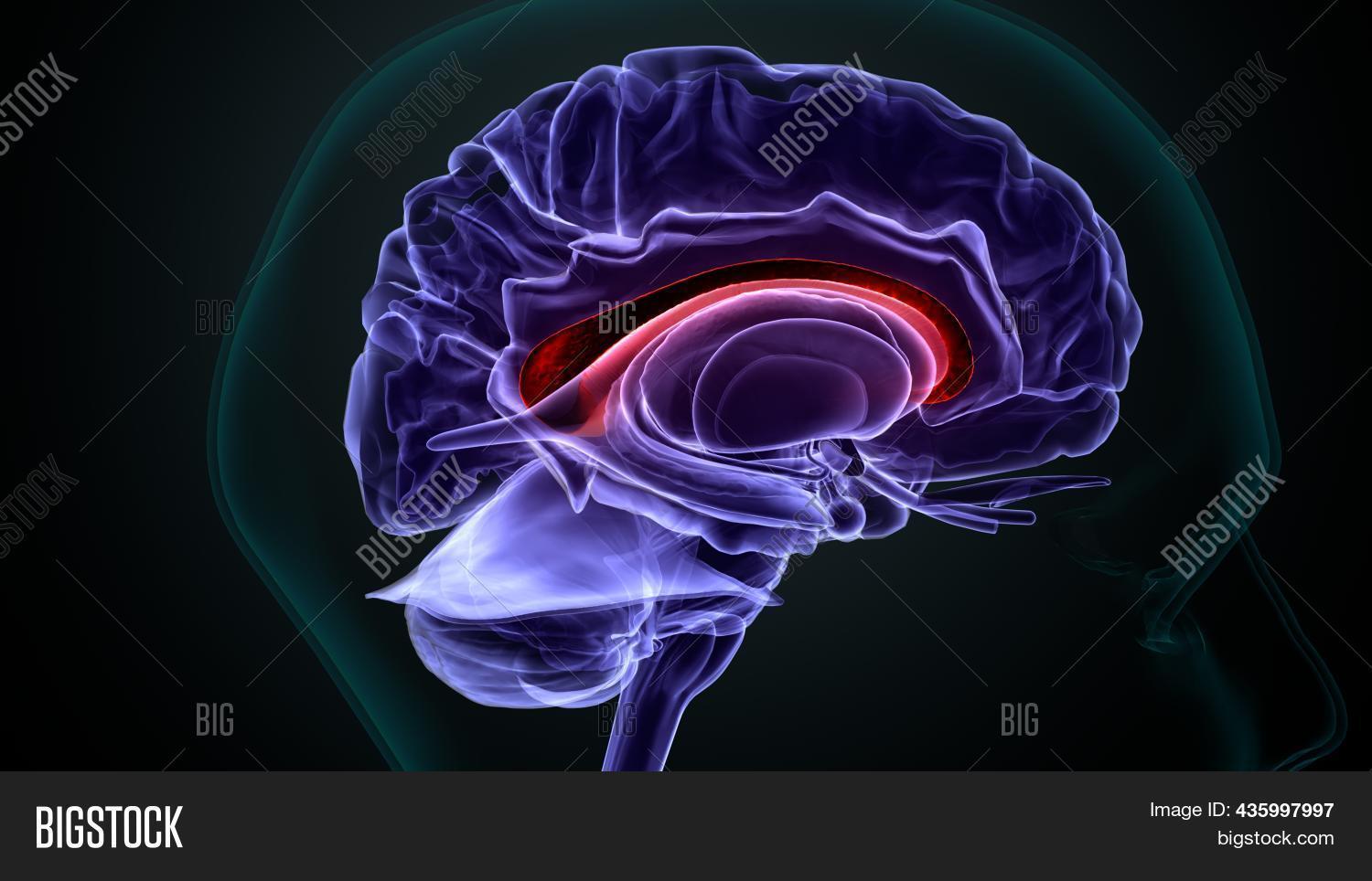 3d Illustration Human Image & Photo (Free Trial) | Bigstock