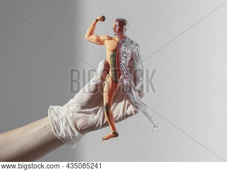 3d Skinless Human Body Image & Photo (Free Trial) | Bigstock