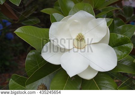 View Southern Magnolia Image & Photo (Free Trial) | Bigstock