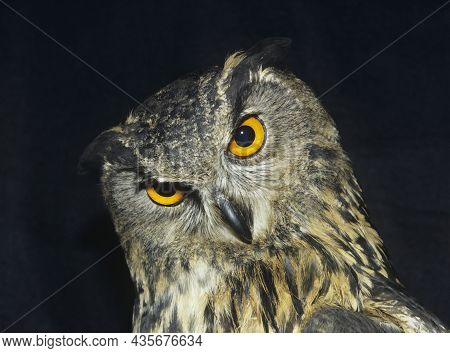 Barking Owl Known Image & Photo (Free Trial) | Bigstock