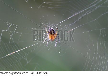 Garden Spider Ornate Image & Photo (Free Trial) | Bigstock