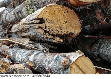 Stack Old Tree Trunks Image & Photo (Free Trial) | Bigstock