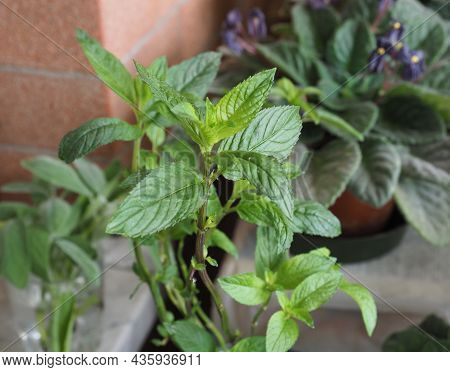 Green Peppermint ( Image & Photo (Free Trial) | Bigstock