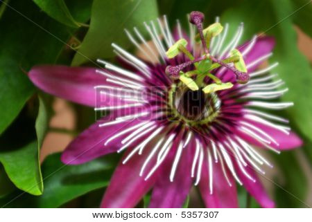 Passiflora Victoria Image & Photo (Free Trial) | Bigstock