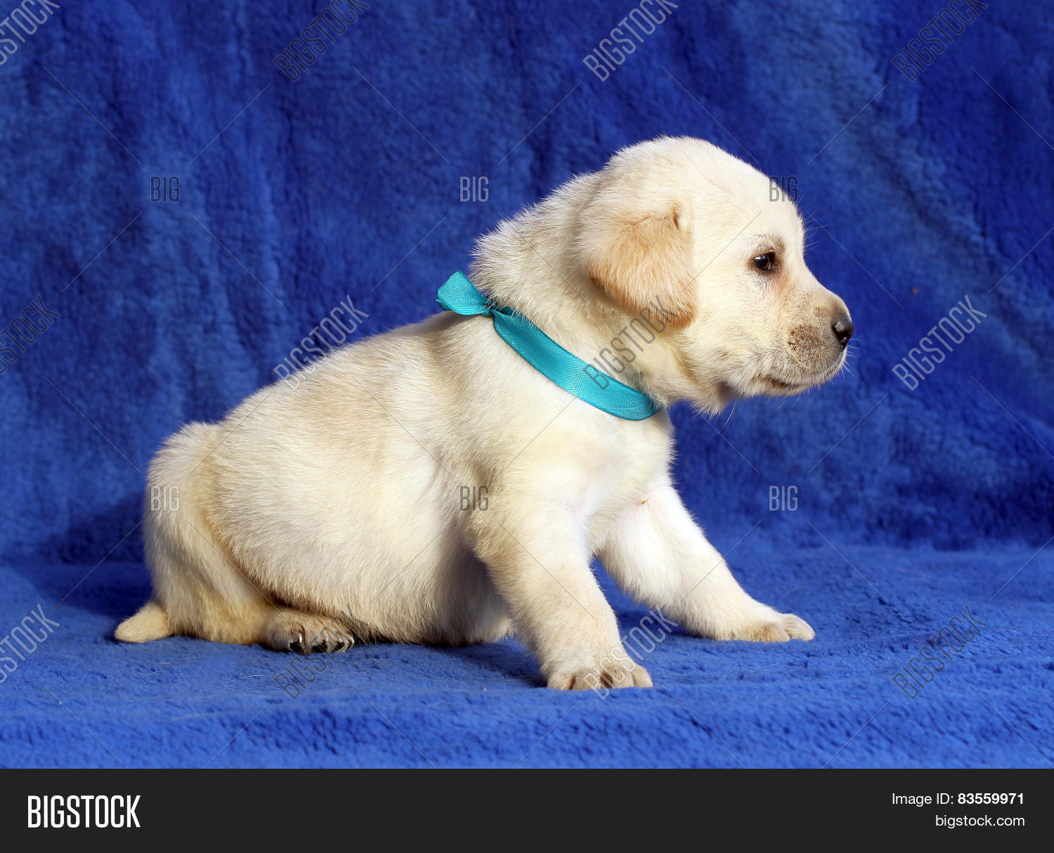 Little Yellow Labrador Image & Photo (Free Trial) | Bigstock