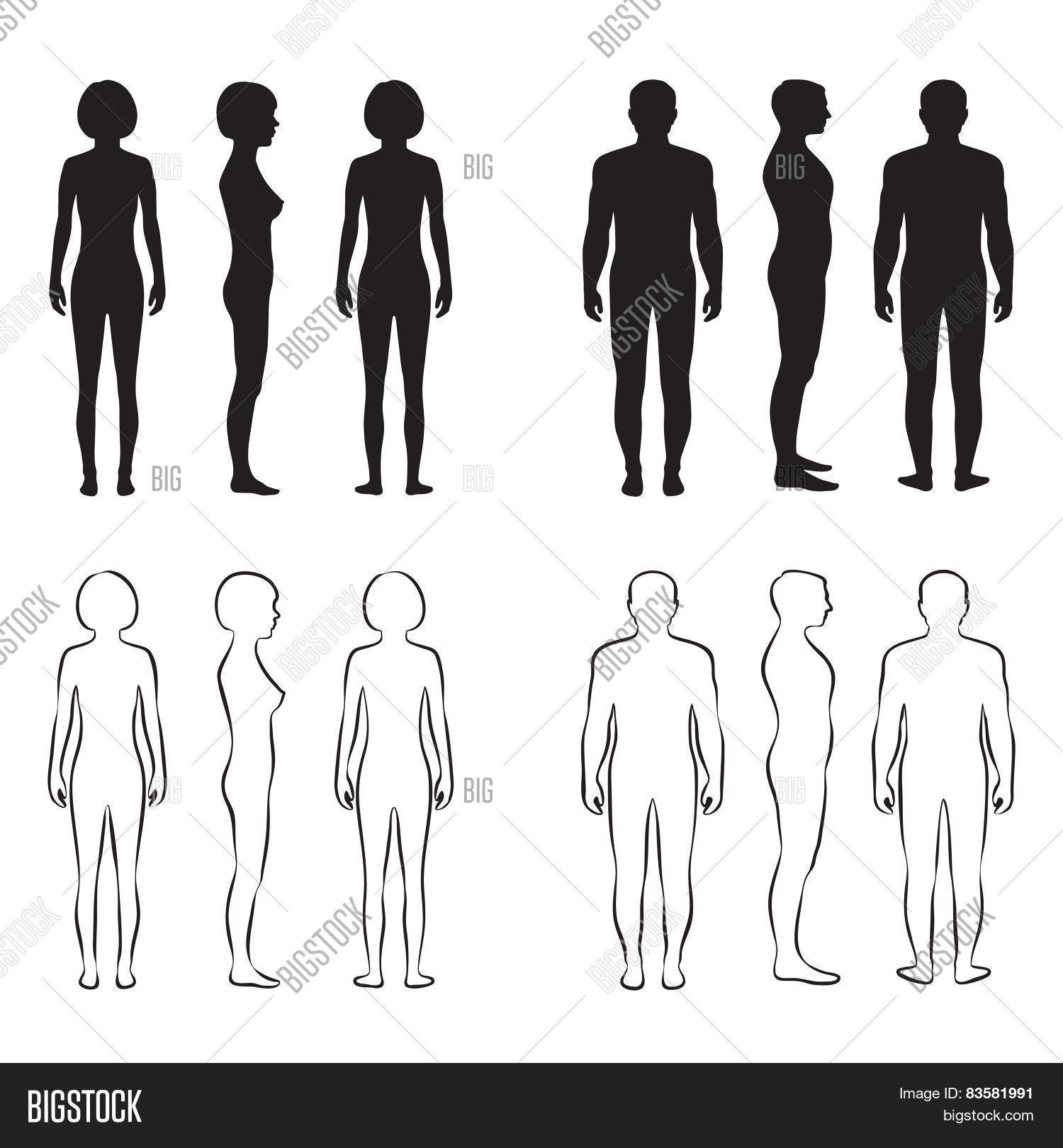 Human Body Anatomy Vector & Photo (Free Trial) | Bigstock