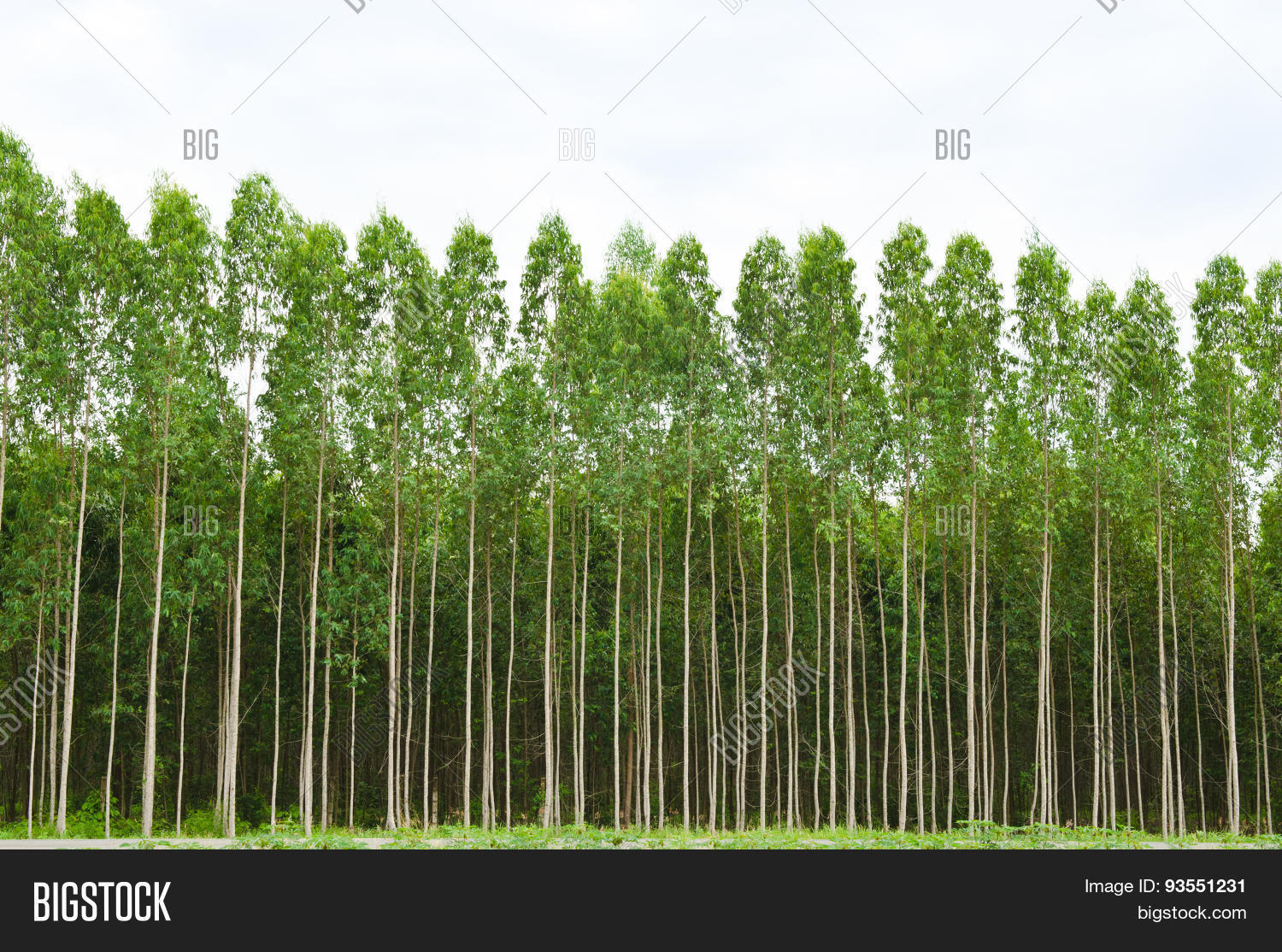 Eucalyptus Forest Image & Photo (Free Trial) | Bigstock