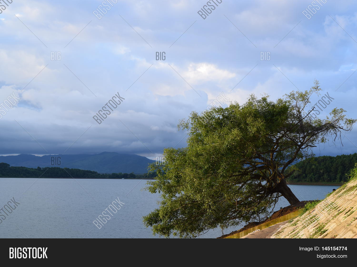 Lonely Tree Leaning Image & Photo (Free Trial) | Bigstock