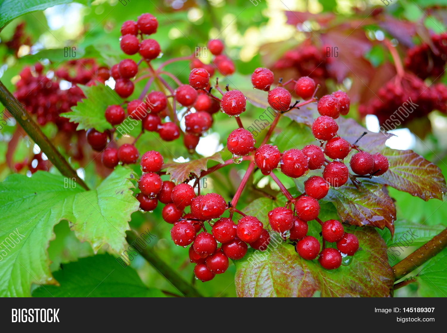 Bunch Red Berries ( Image & Photo (Free Trial) | Bigstock