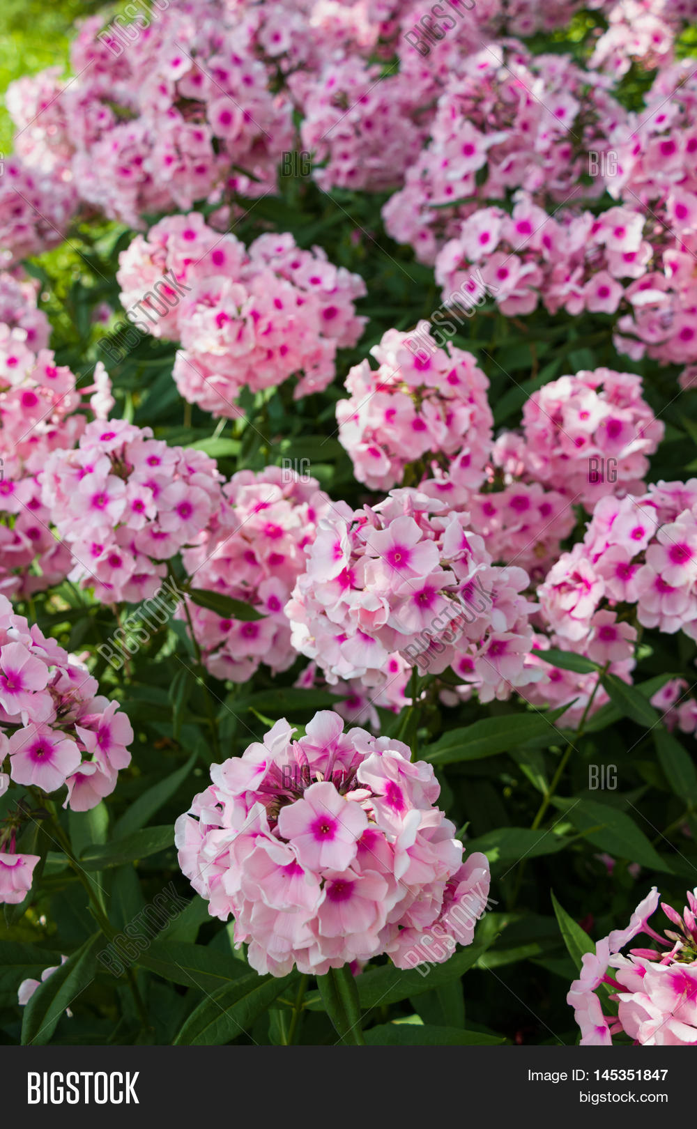 Large Pink Phlox Image & Photo (Free Trial) | Bigstock