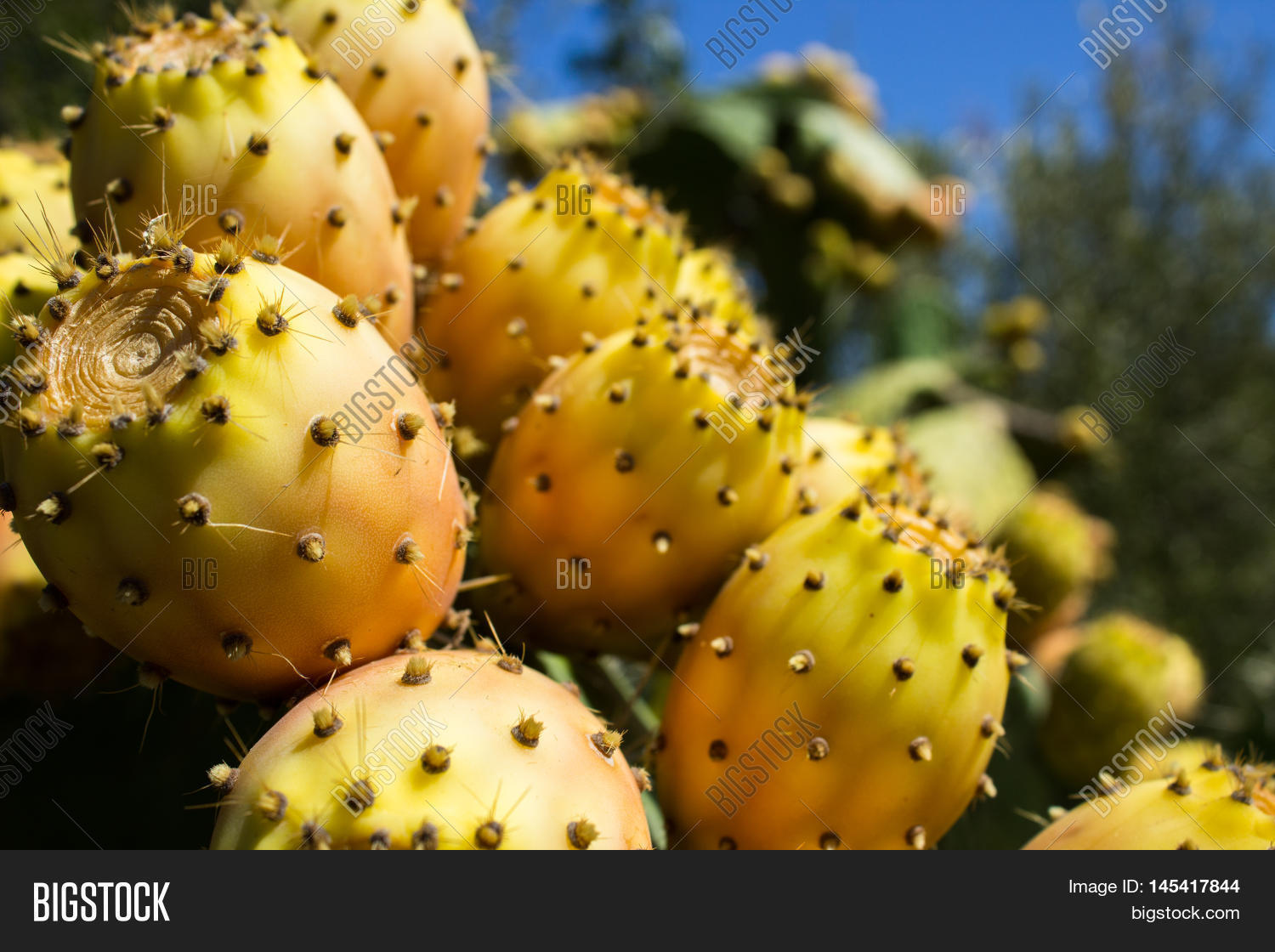 Over Spikes Under Image & Photo (Free Trial) | Bigstock