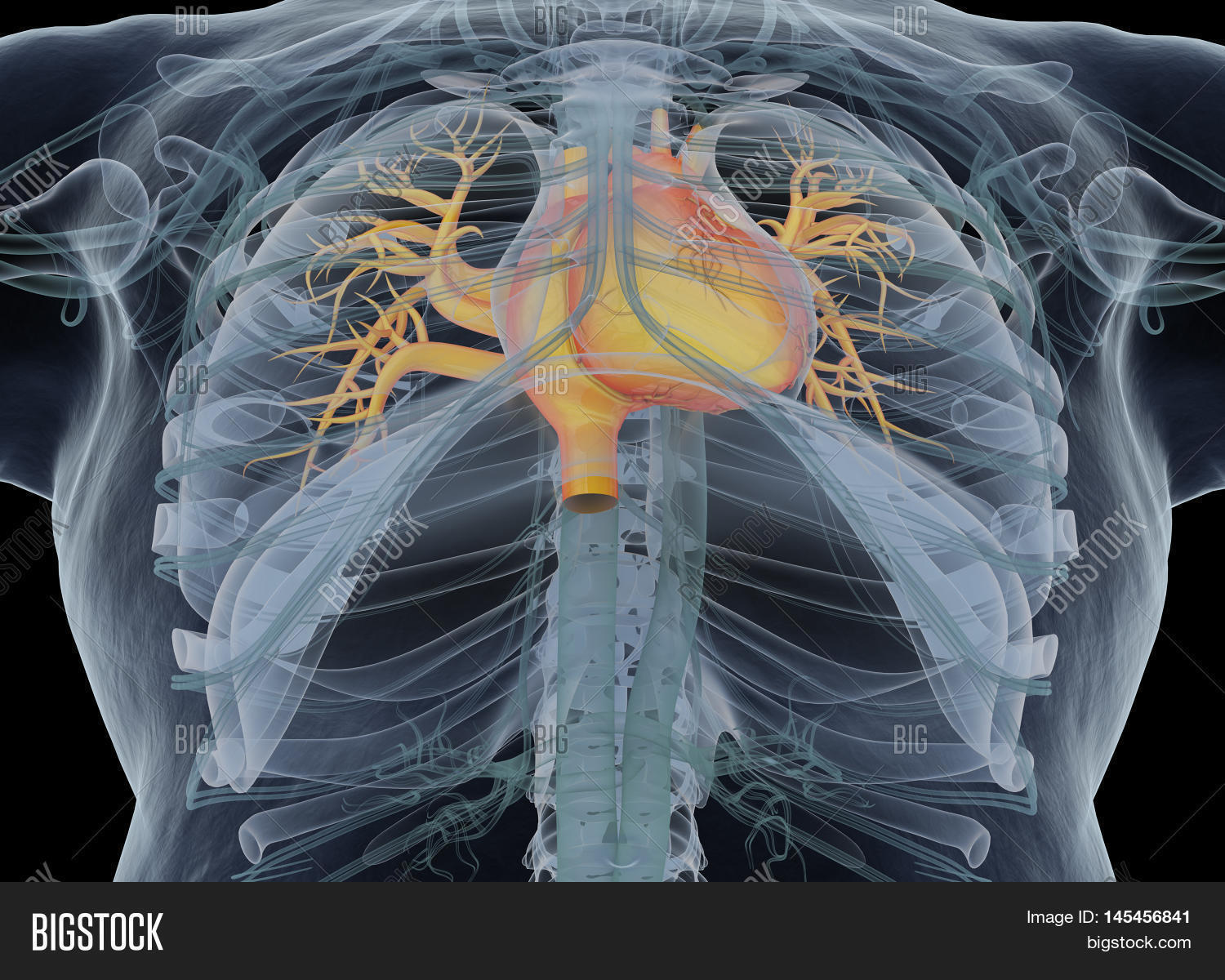 Human Heart Inside Image & Photo (Free Trial) | Bigstock