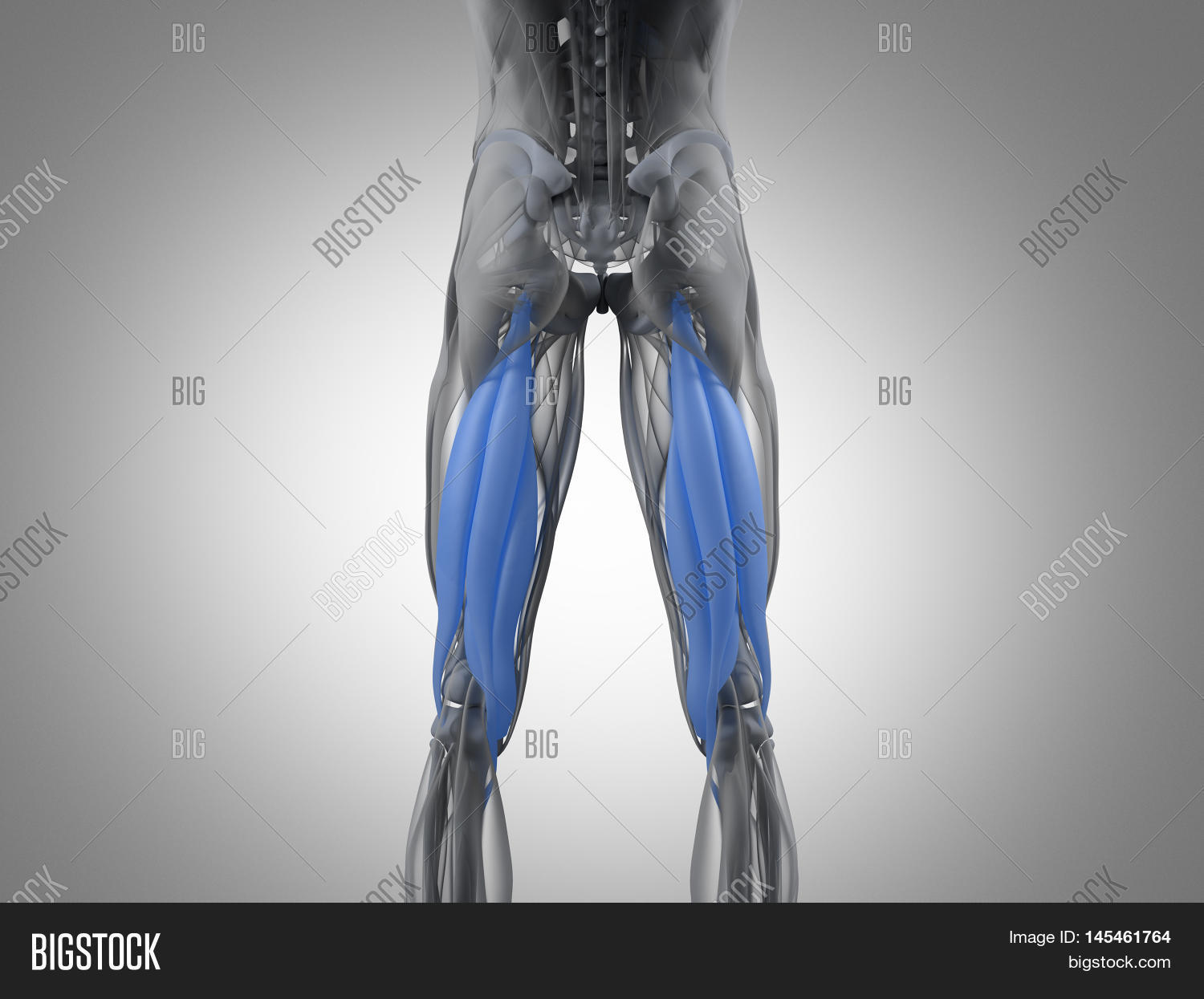 Hamstring Muscle Group Image & Photo (Free Trial) | Bigstock