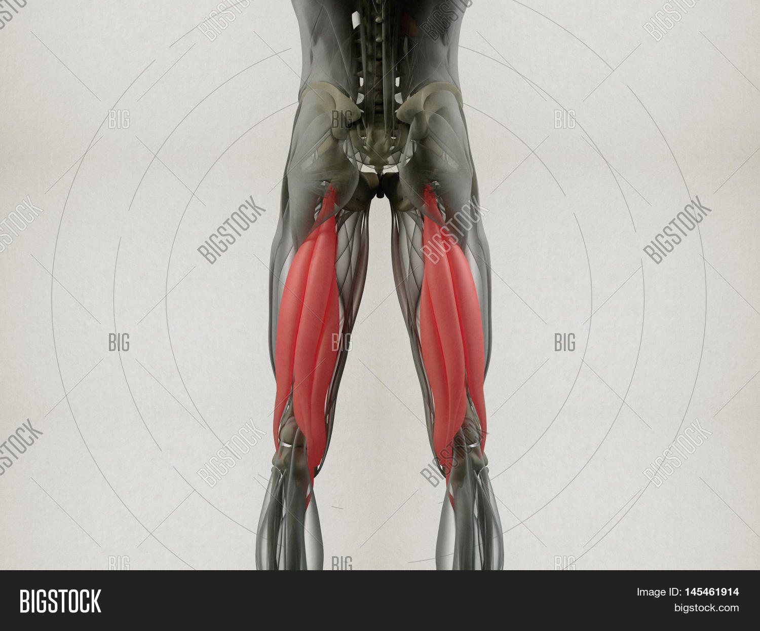 Hamstring Muscle Group Image & Photo (Free Trial) | Bigstock