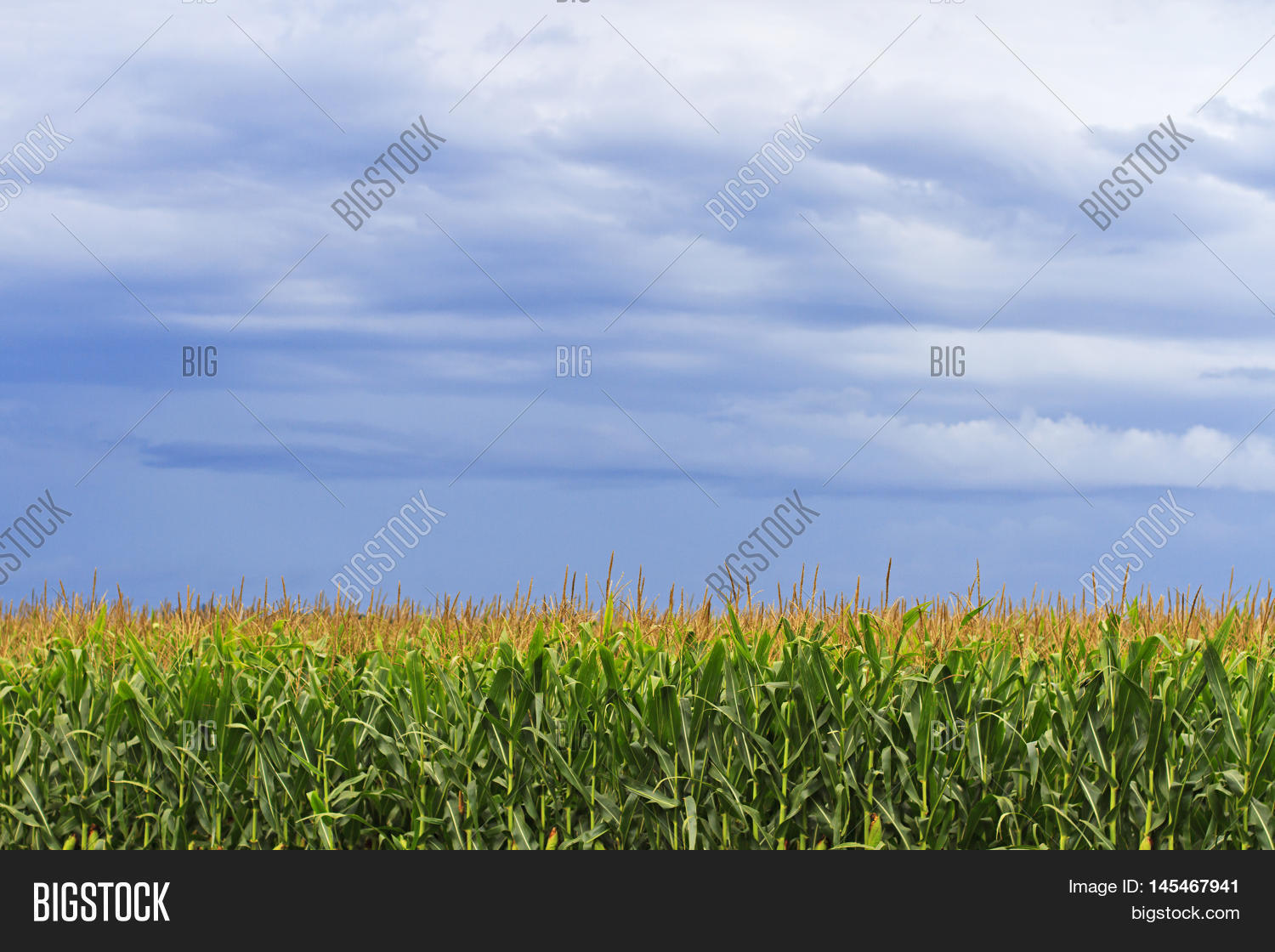 Corn Field Landscape Image & Photo (Free Trial) | Bigstock
