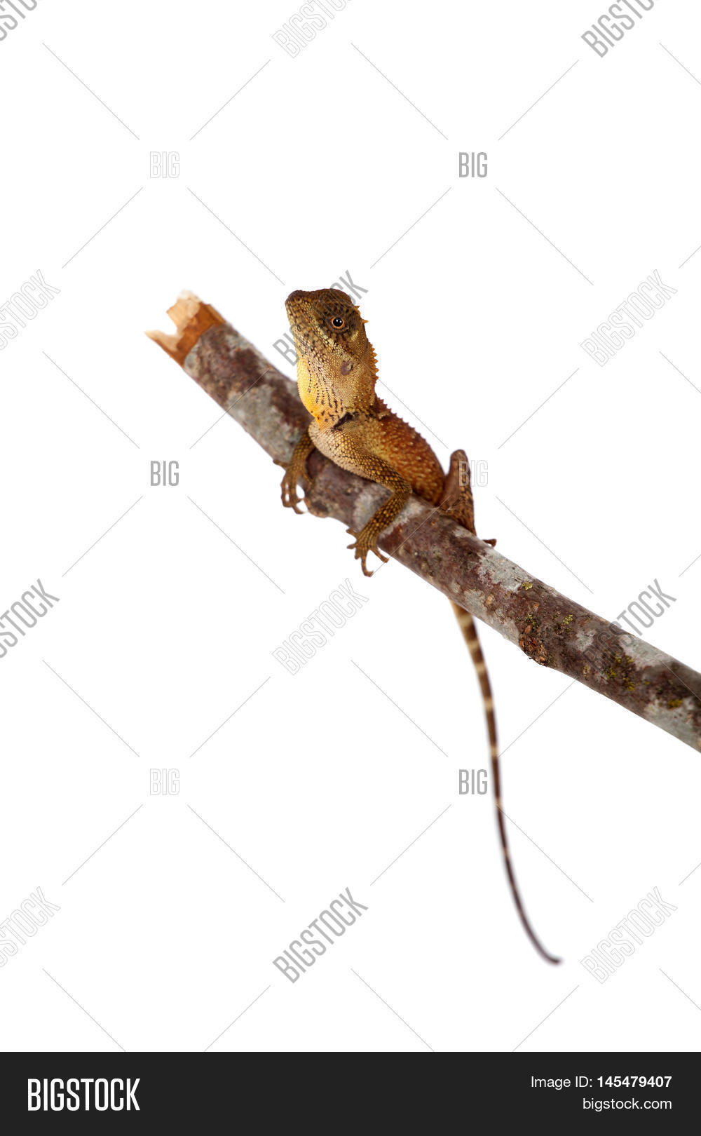Acanthosaura Nataliae Image & Photo (Free Trial) | Bigstock