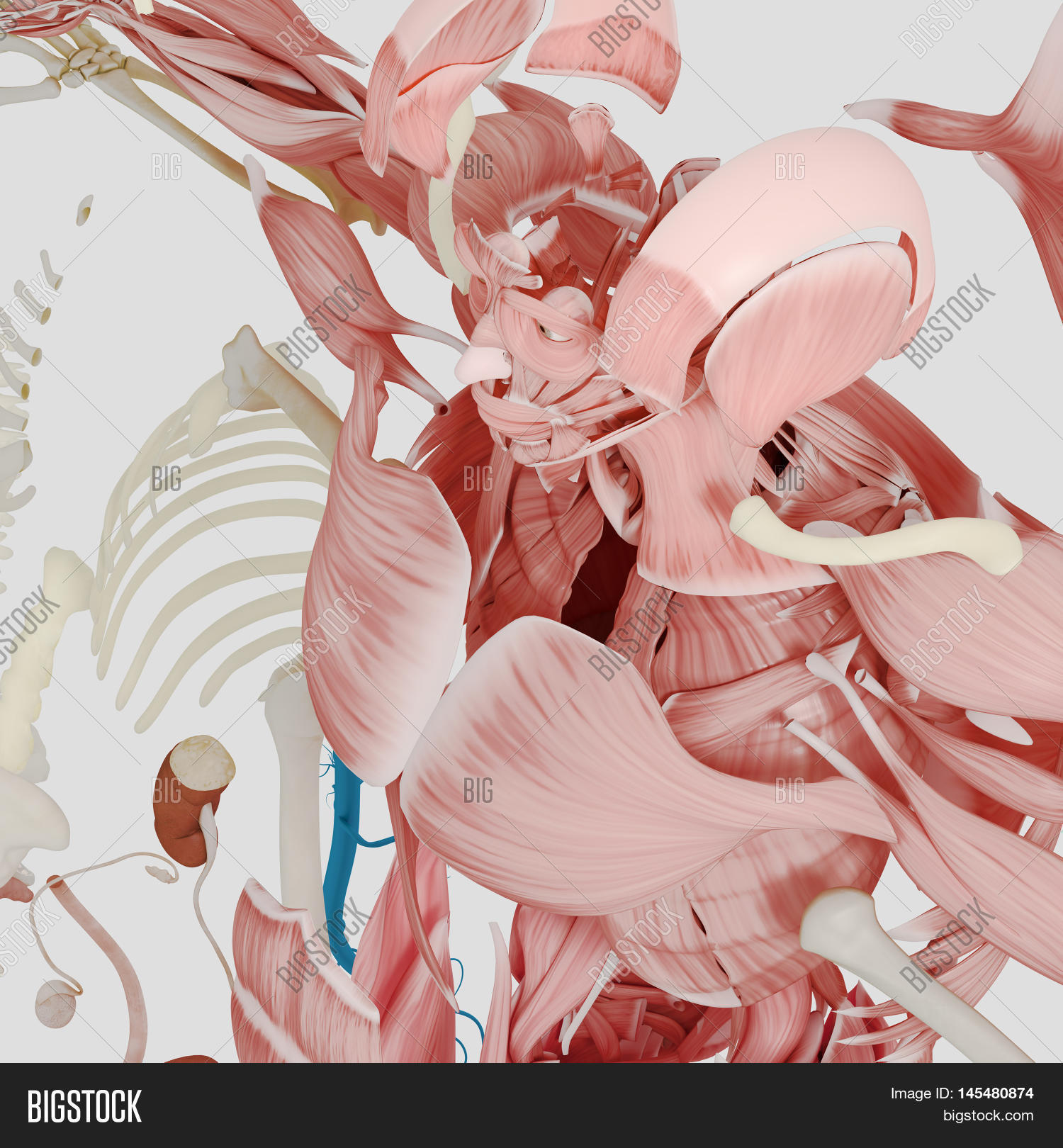 Human Anatomy Exploded Image & Photo (Free Trial) | Bigstock