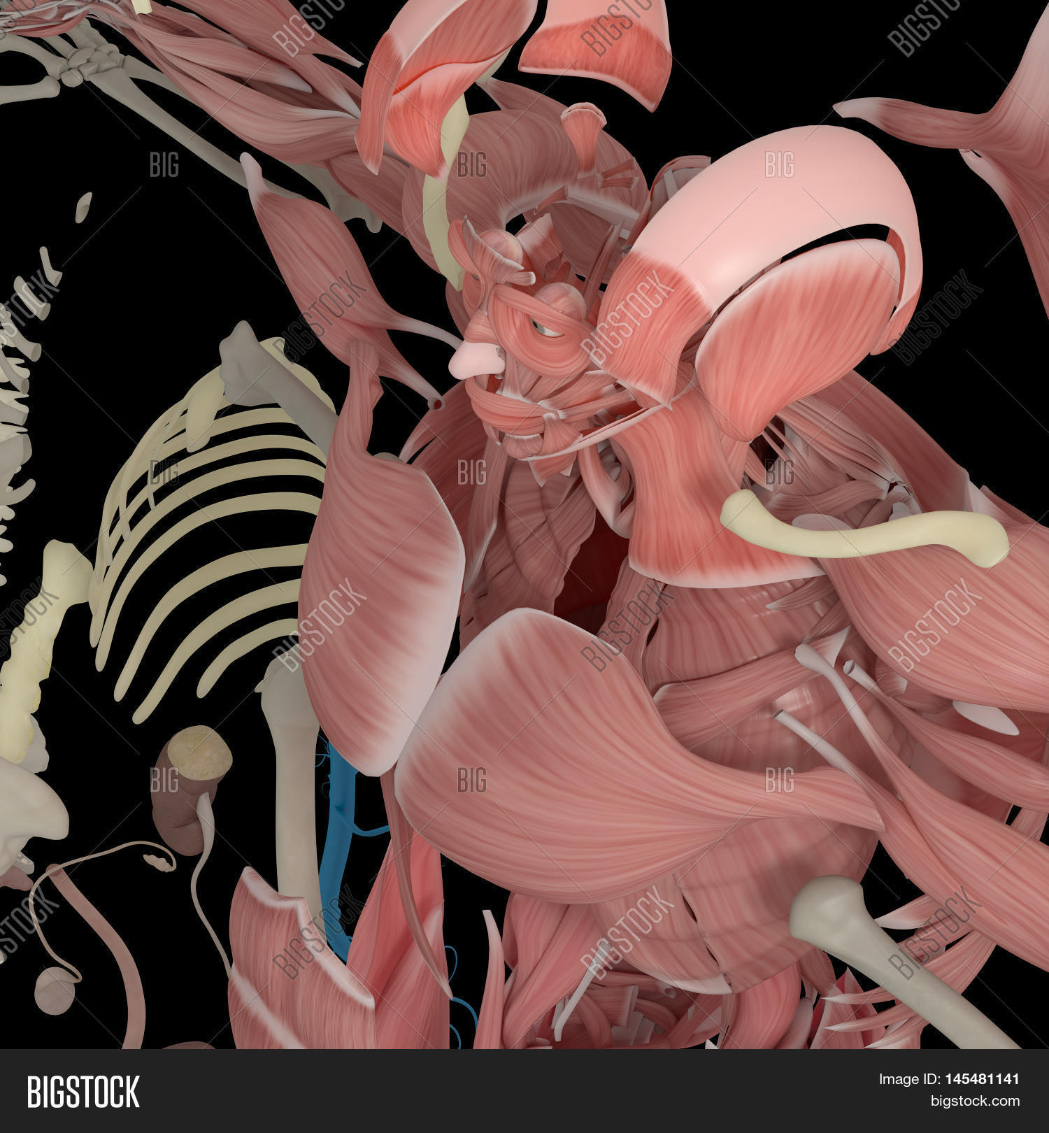 Human Anatomy Exploded Image & Photo (Free Trial) | Bigstock