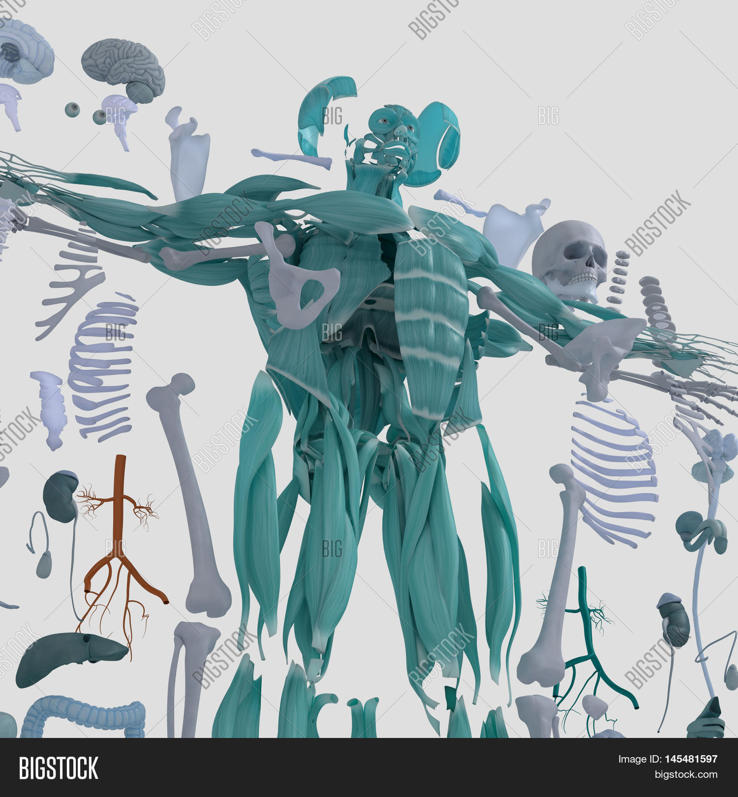 Human Anatomy Exploded Image & Photo (Free Trial) | Bigstock
