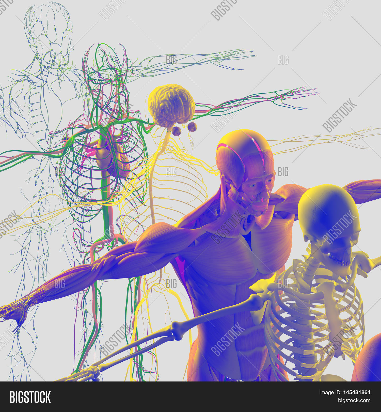 Human Anatomy Exploded Image & Photo (Free Trial) | Bigstock