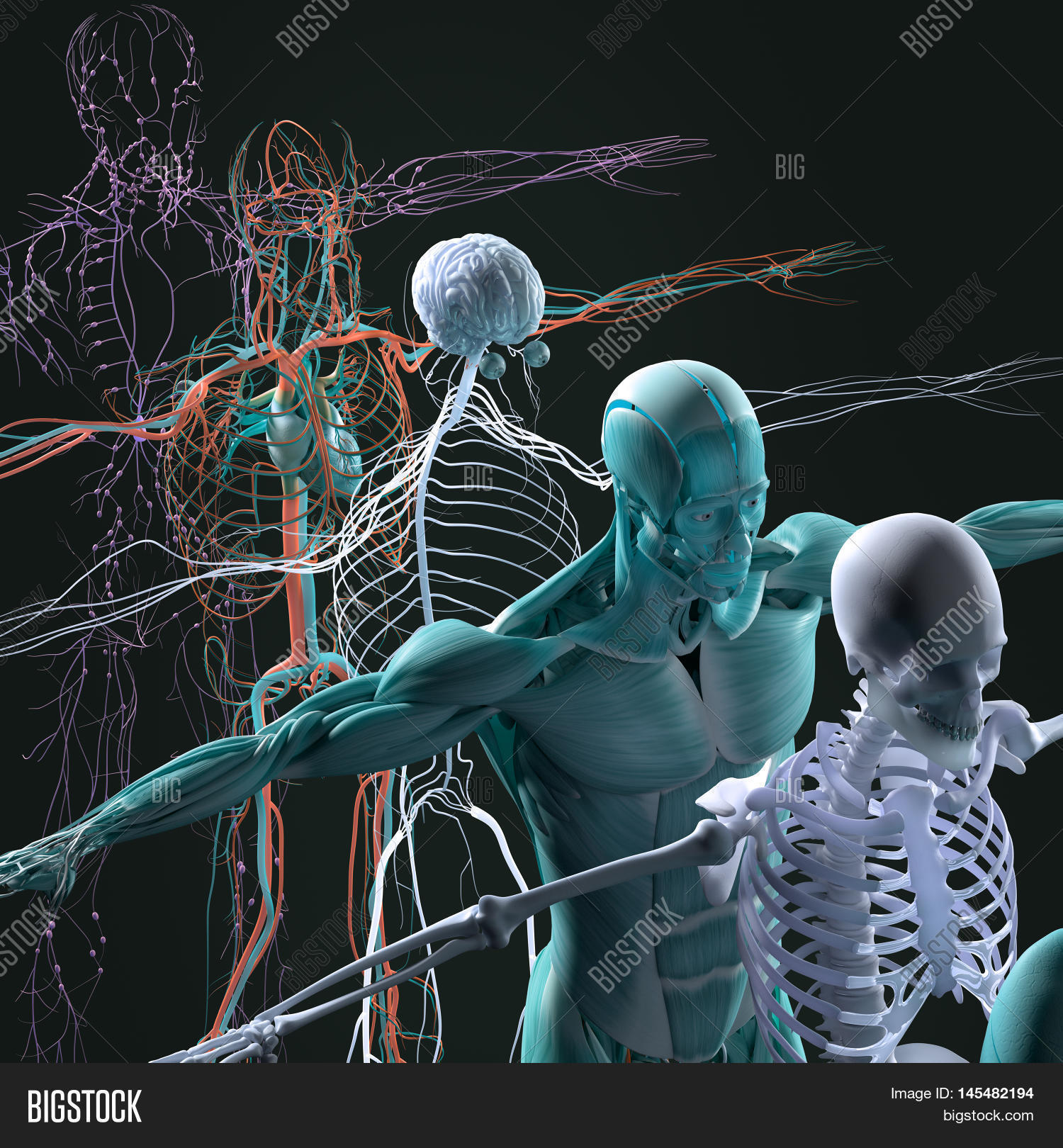 Human Anatomy Exploded Image & Photo (Free Trial) | Bigstock