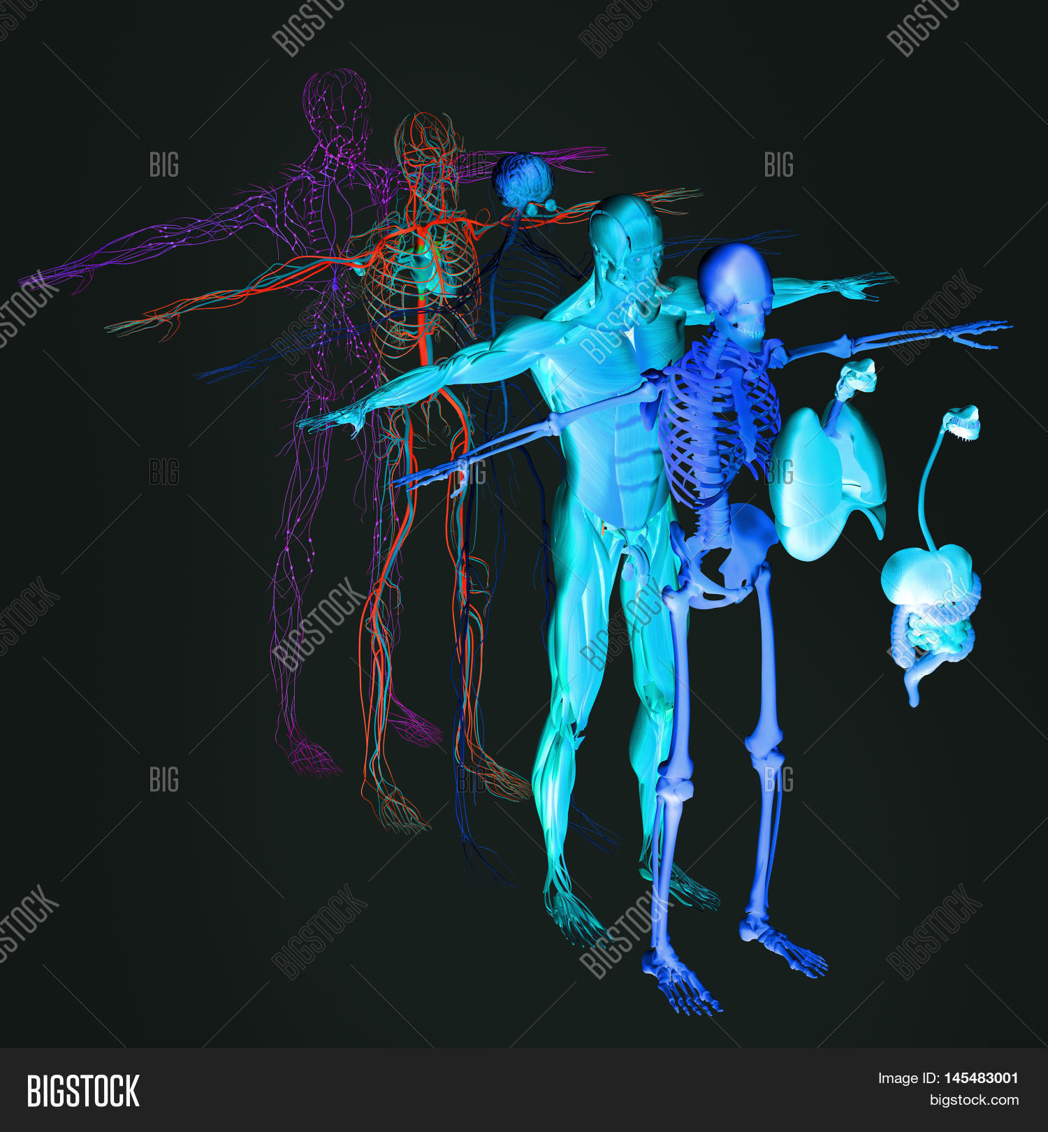 Human Anatomy Exploded Image & Photo (Free Trial) | Bigstock