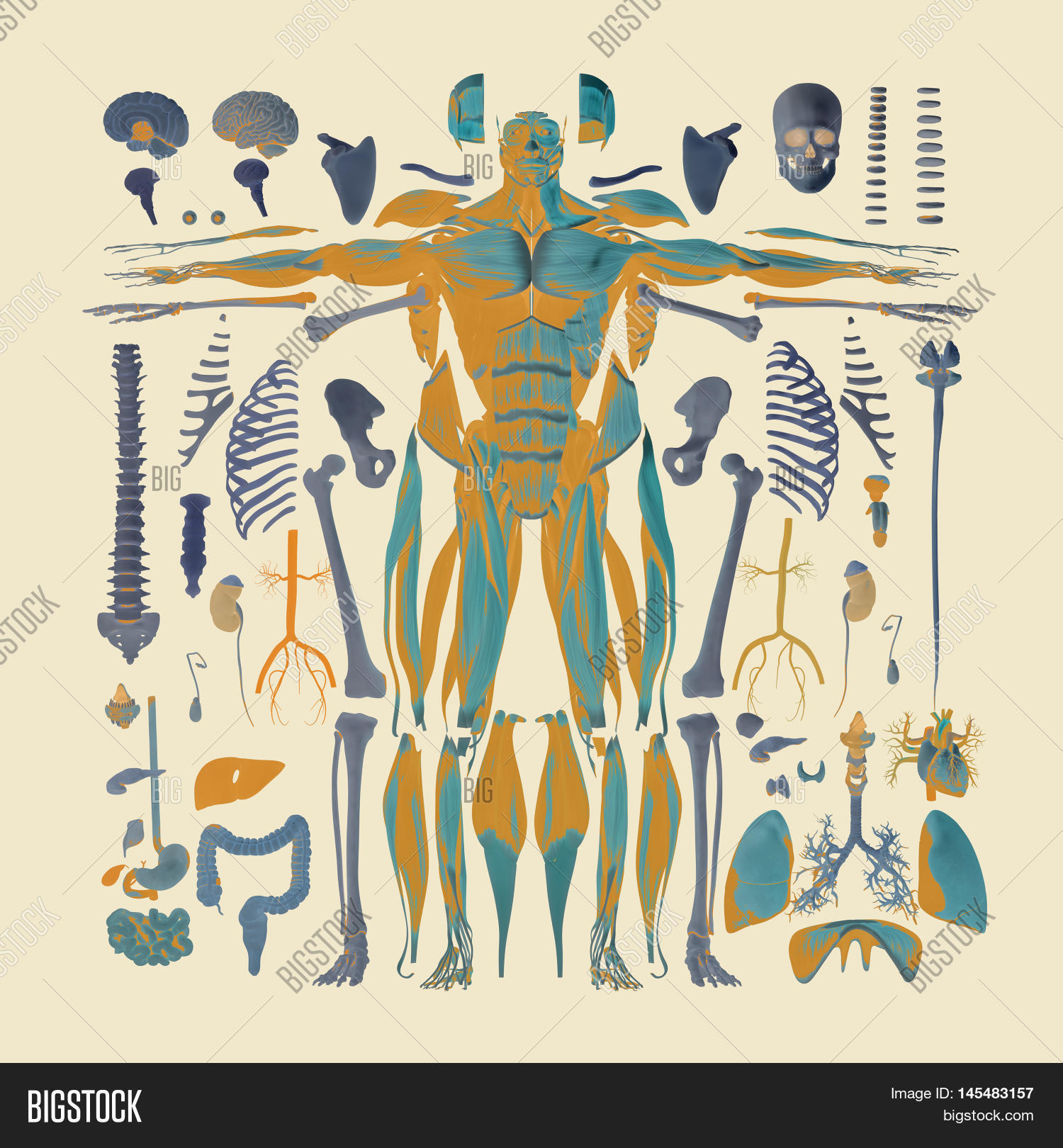 Human Anatomy Flat Lay Image & Photo (Free Trial) | Bigstock