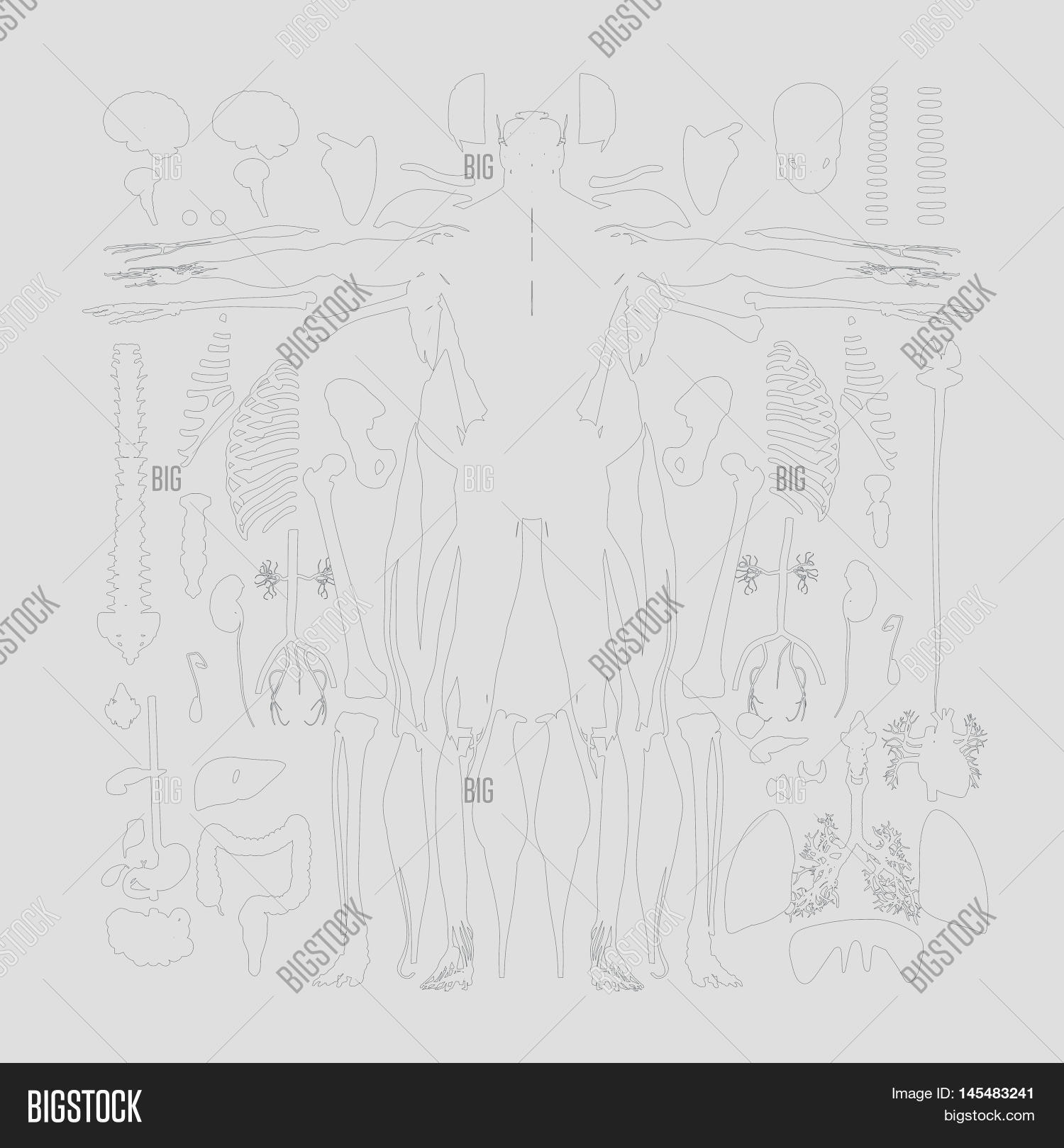 Human Anatomy Flat Lay Image & Photo (Free Trial) | Bigstock