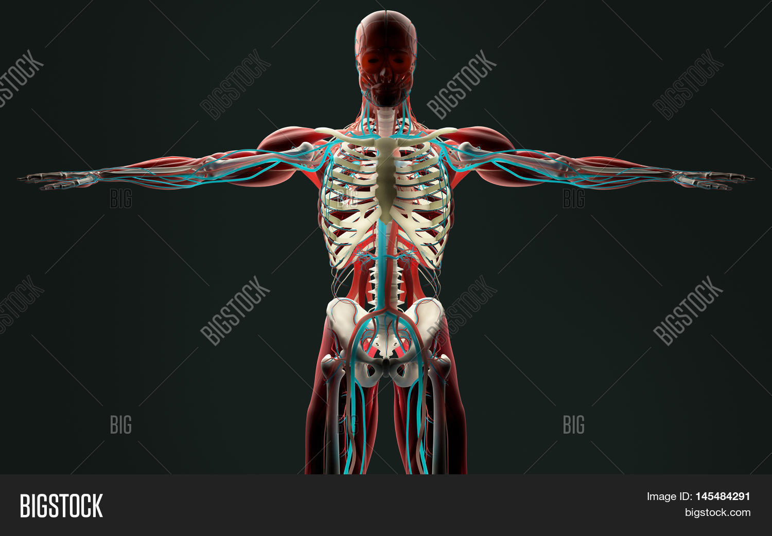 Human Anatomy Upper Image & Photo (Free Trial) | Bigstock