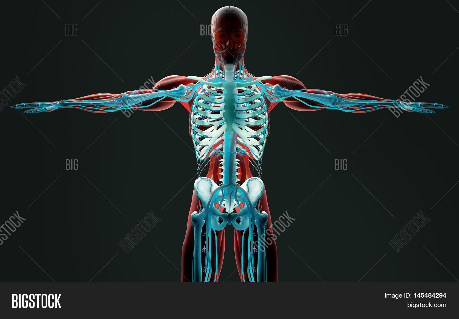 Human Anatomy Upper Image & Photo (Free Trial) | Bigstock