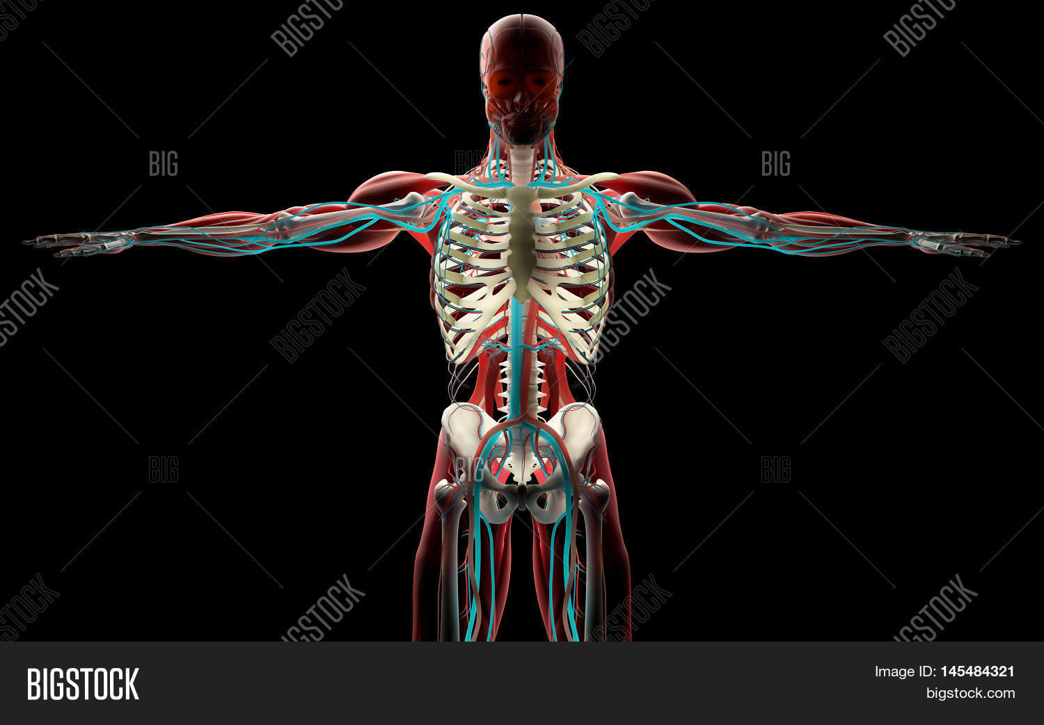 Human Anatomy Upper Image & Photo (Free Trial) | Bigstock