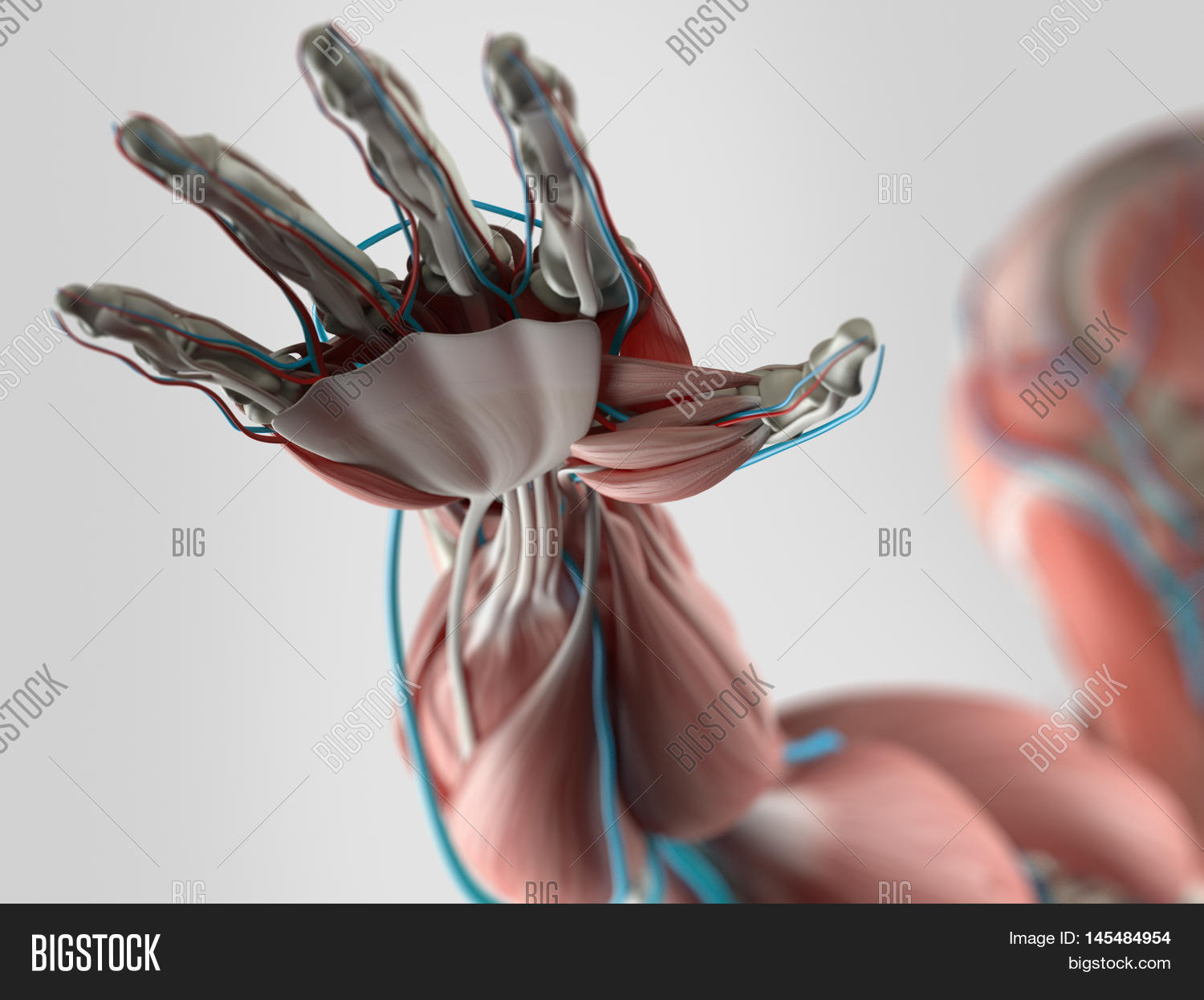 Human Anatomy Hand Arm Image & Photo (Free Trial) | Bigstock