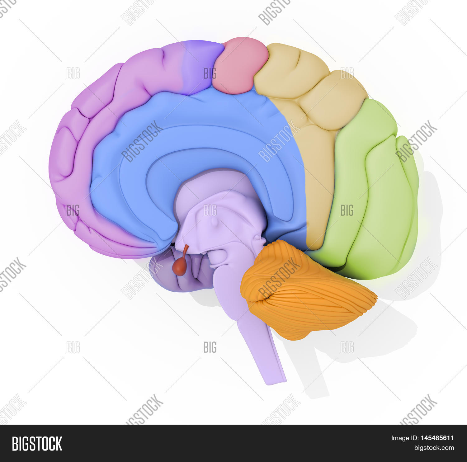 Human Brain Color Image & Photo (Free Trial) | Bigstock