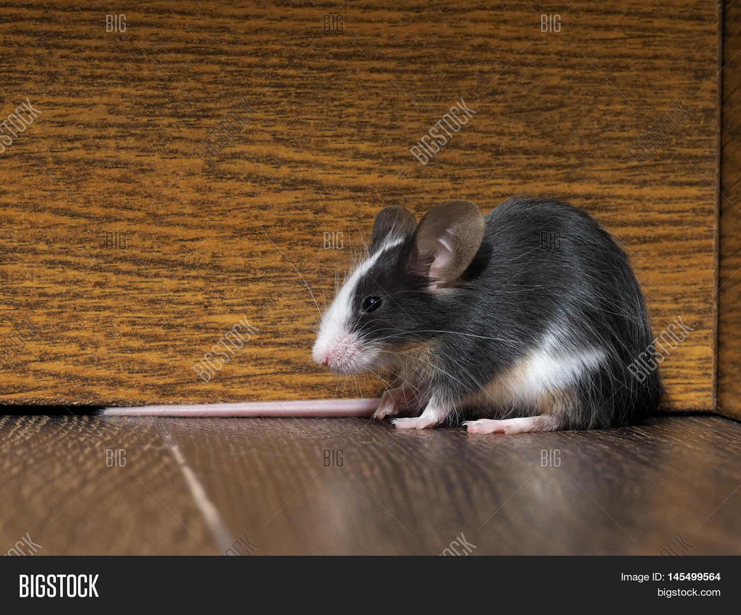 Gray-white Furry Mouse Image & Photo (Free Trial) | Bigstock