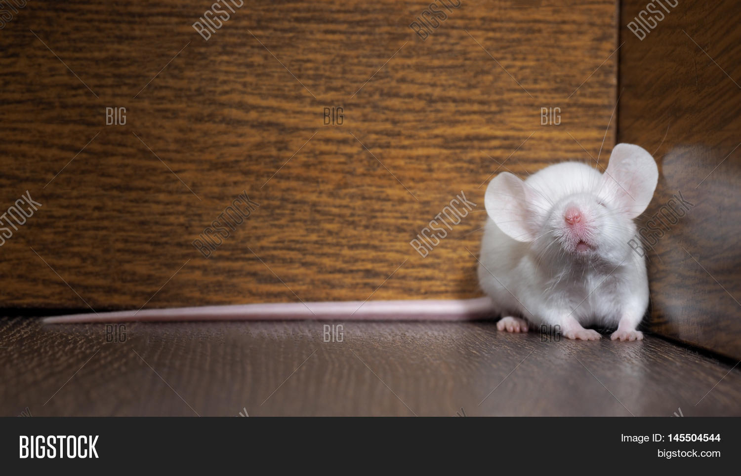 White Mouse Red Eyes Image & Photo (Free Trial) | Bigstock