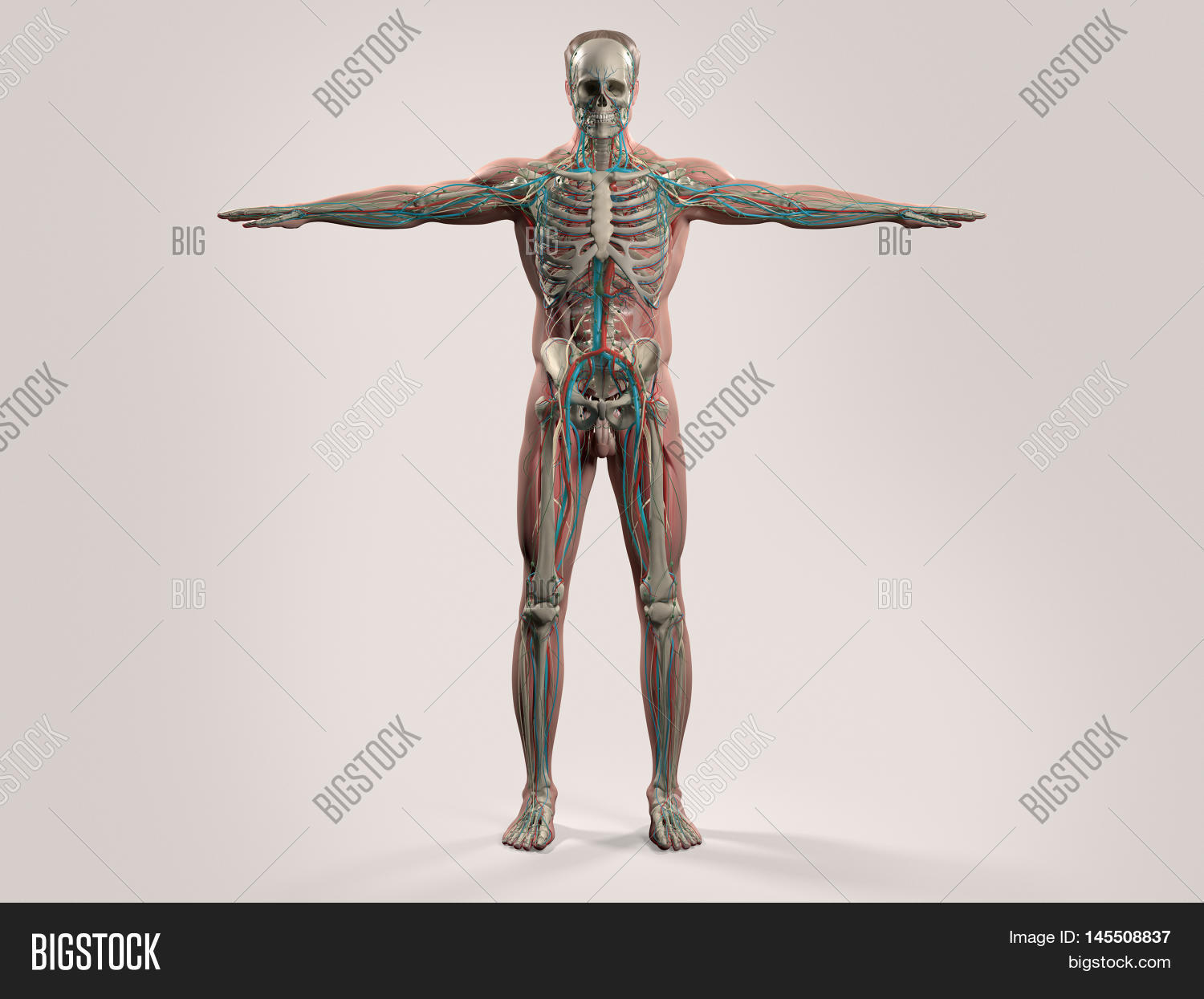 Human Anatomy Showing Image & Photo (Free Trial) | Bigstock
