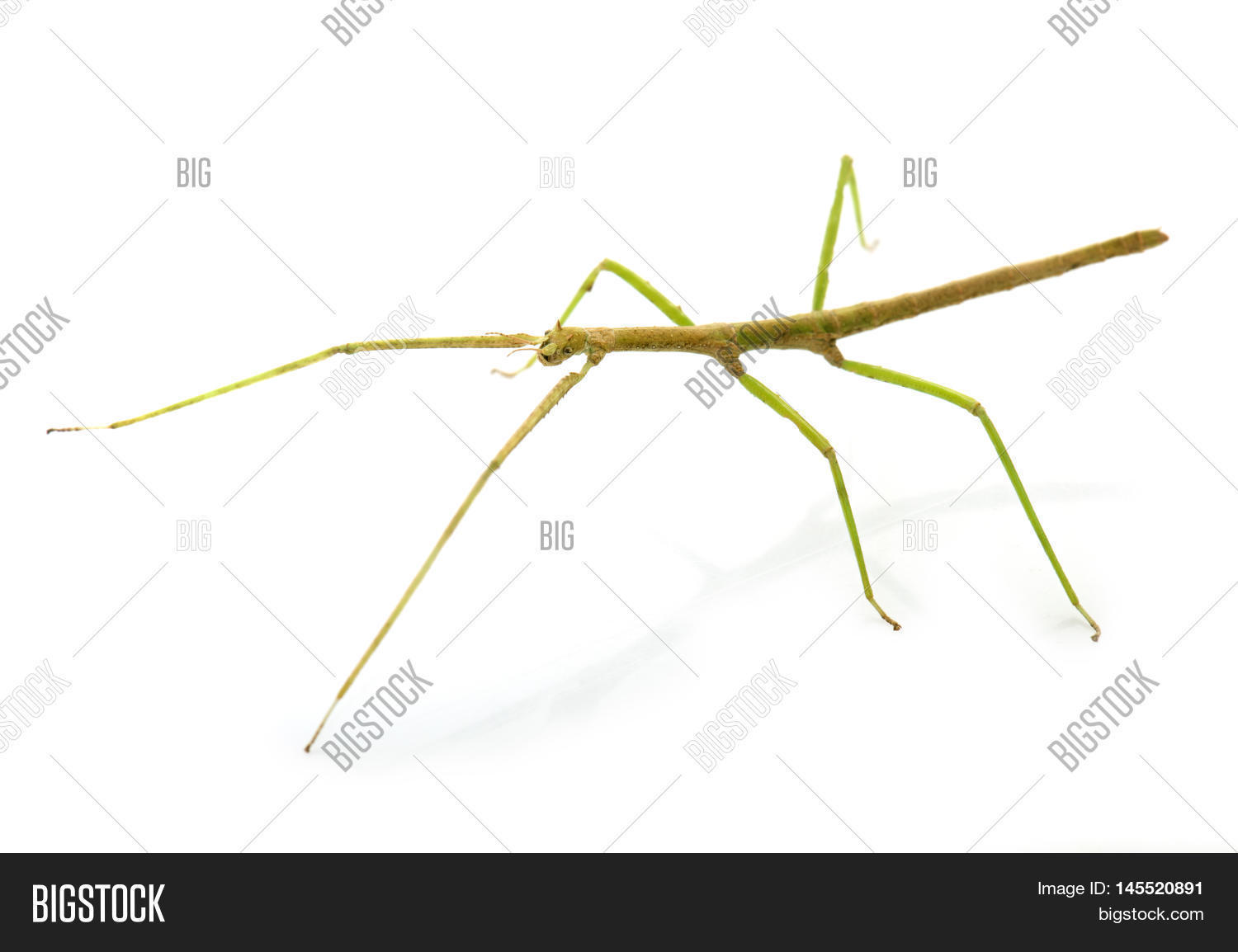 Stick Insect Front Image & Photo (Free Trial) | Bigstock