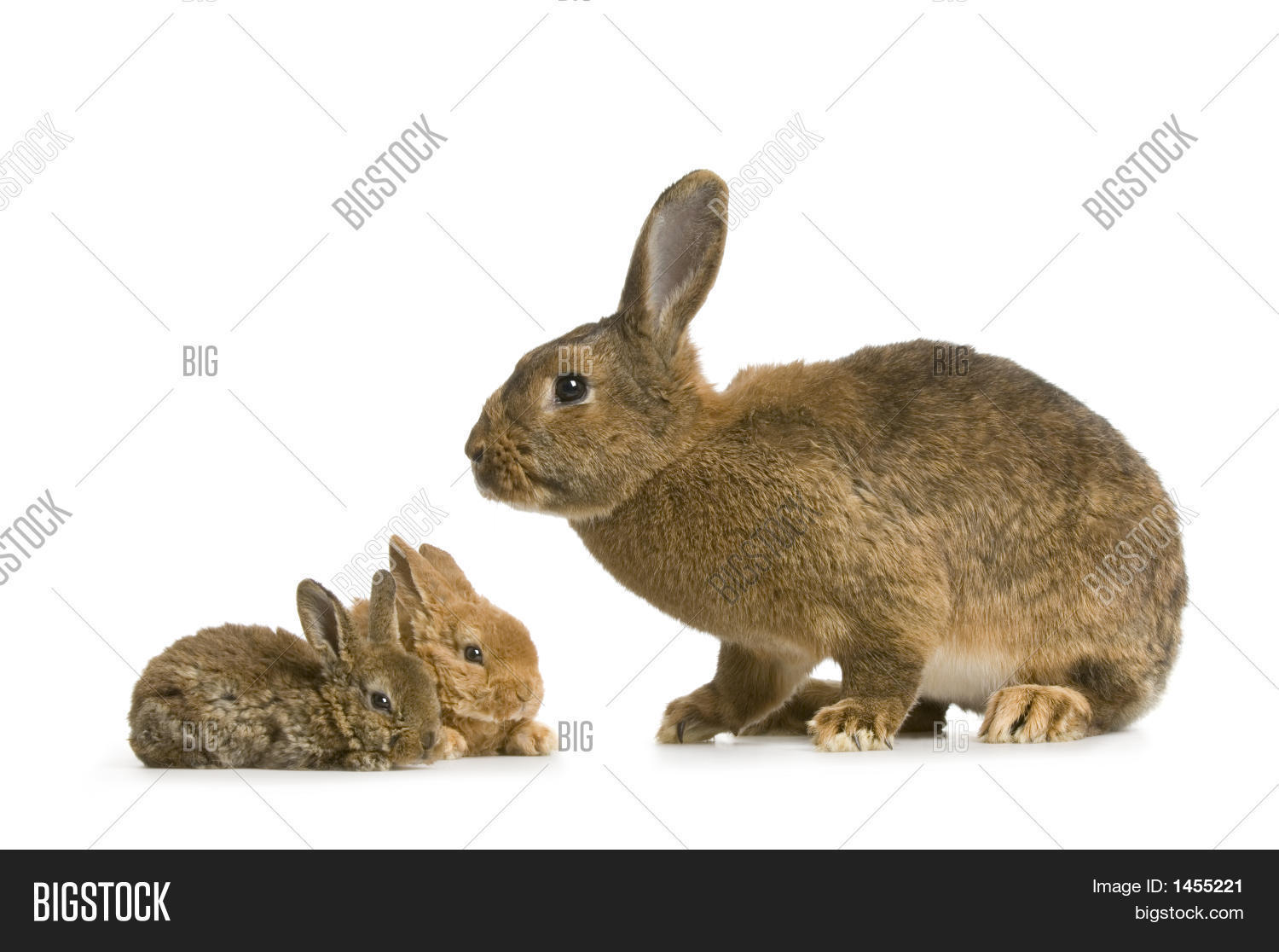 Mother Rabbit Image & Photo (Free Trial) | Bigstock