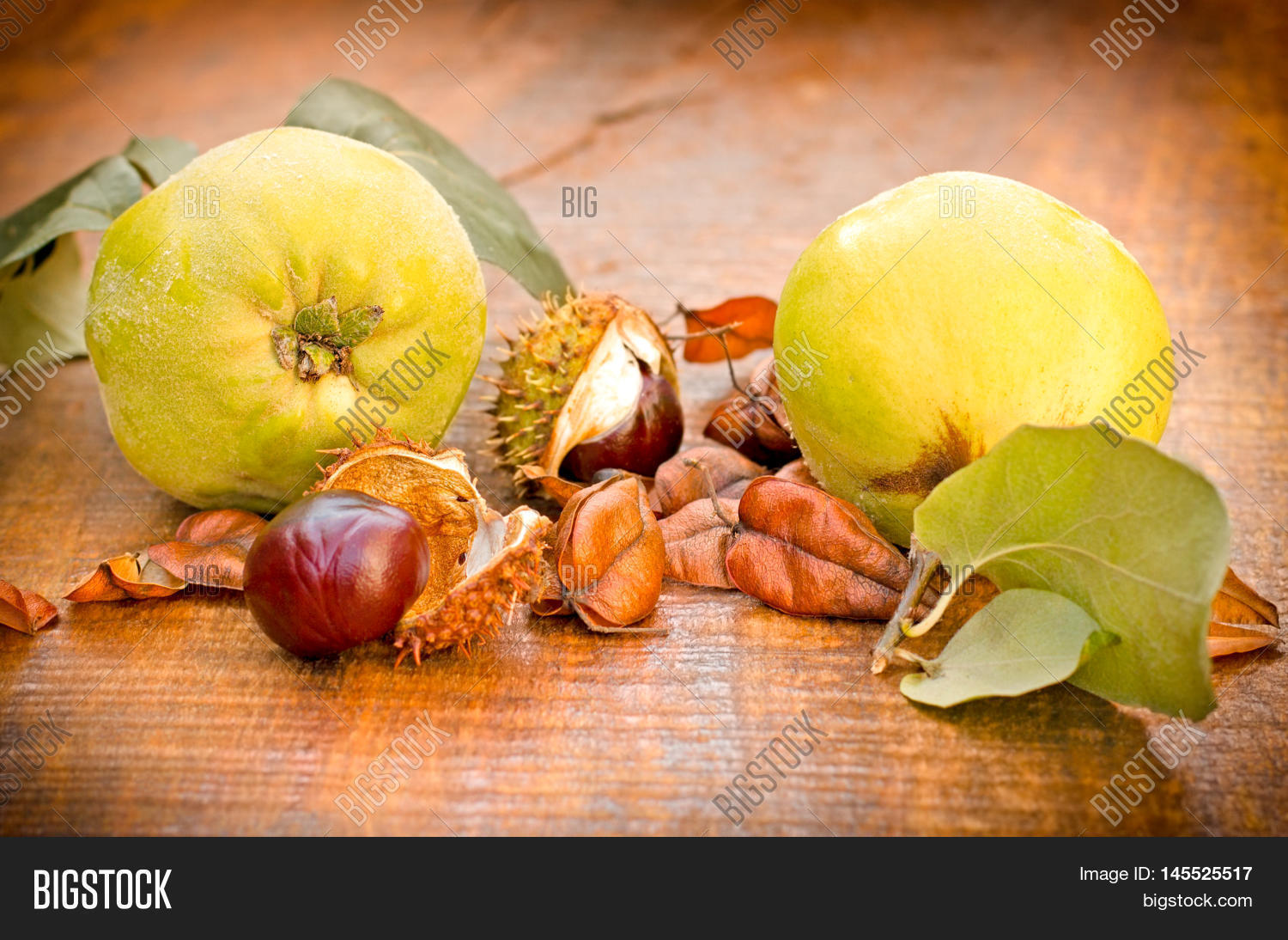 Quince Vranja Organic Quince A Rootstock 3645m