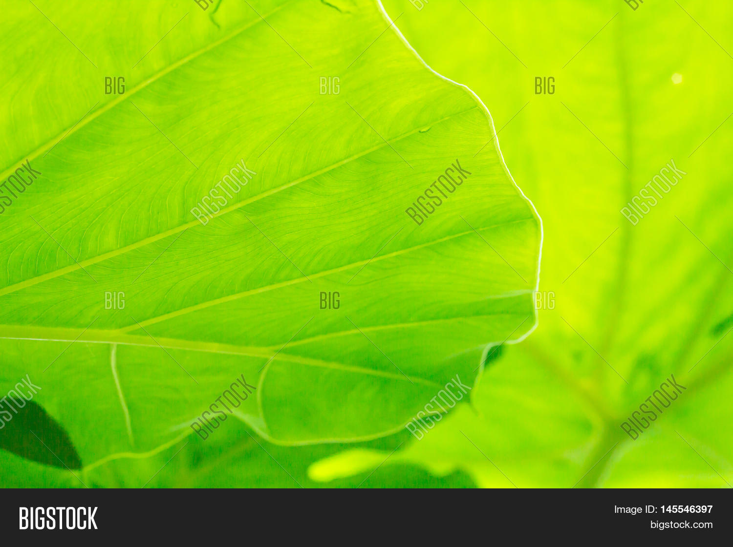 Cocoyam Leaf Green Image & Photo (Free Trial) | Bigstock
