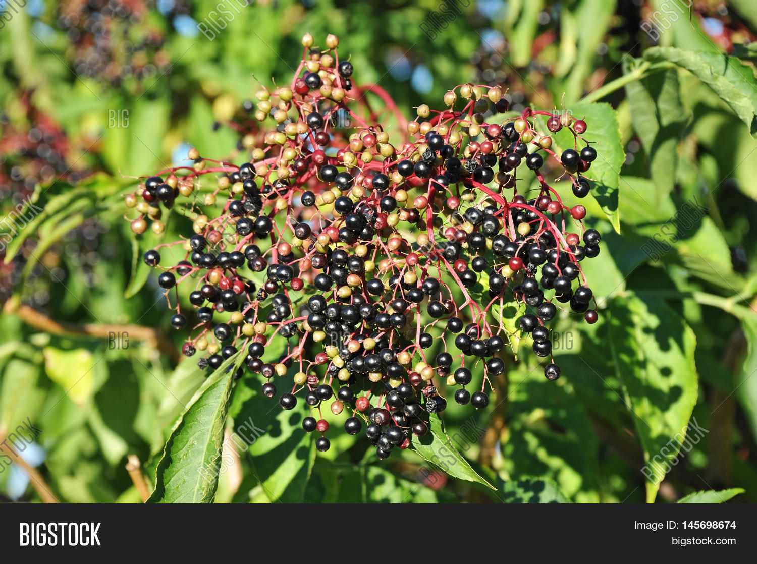 Elderberry On Branch Image & Photo (Free Trial) | Bigstock