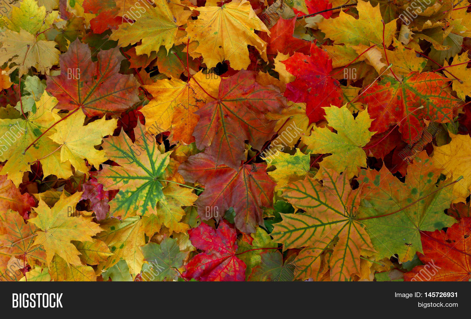 Fall Colourful Autumn Image & Photo (Free Trial) | Bigstock